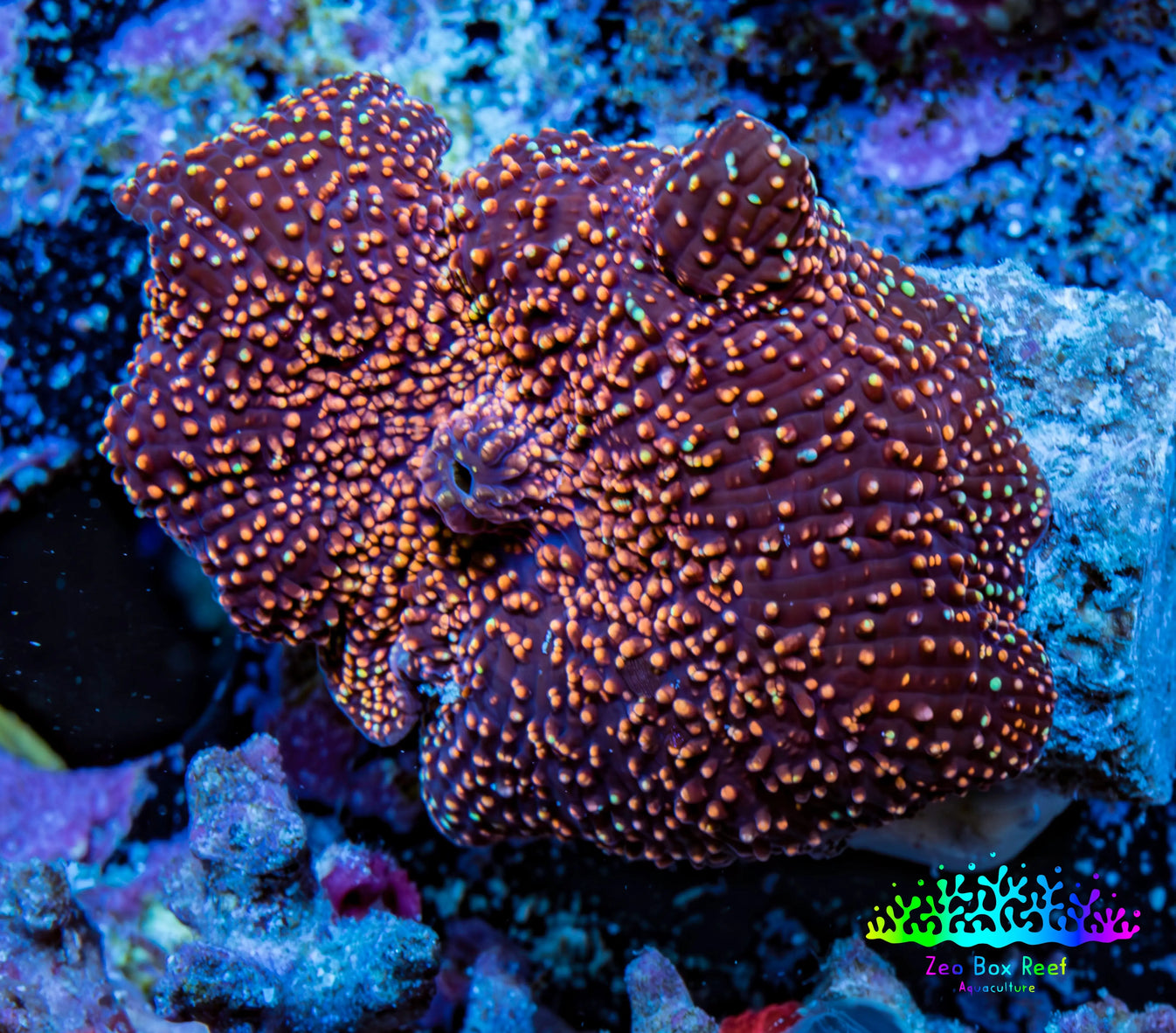 Buy Vibrant Corellamorph Corals - Shrooms, Morphs, Discosoma Coral at ...