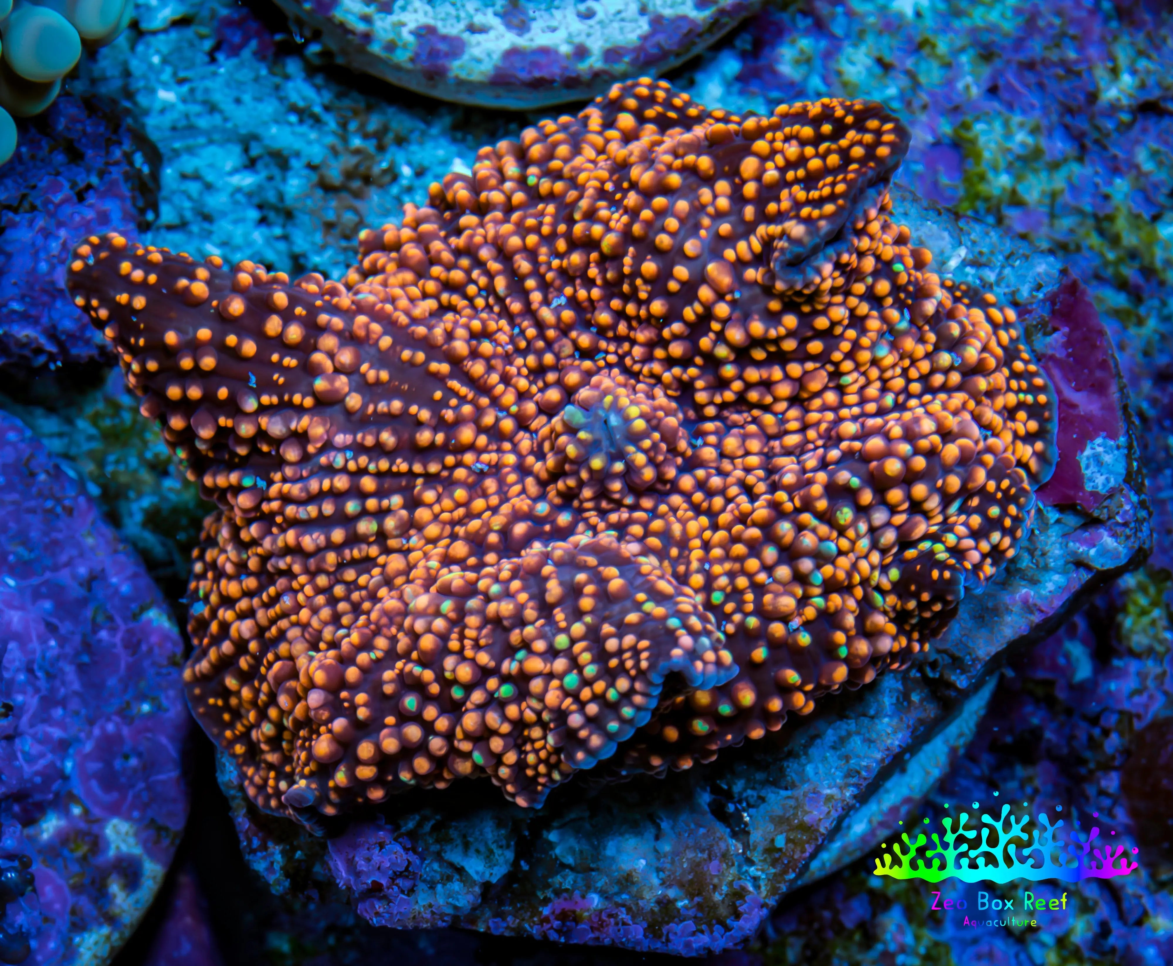Buy Vibrant Corellamorph Corals - Shrooms, Morphs, Discosoma Coral at ...