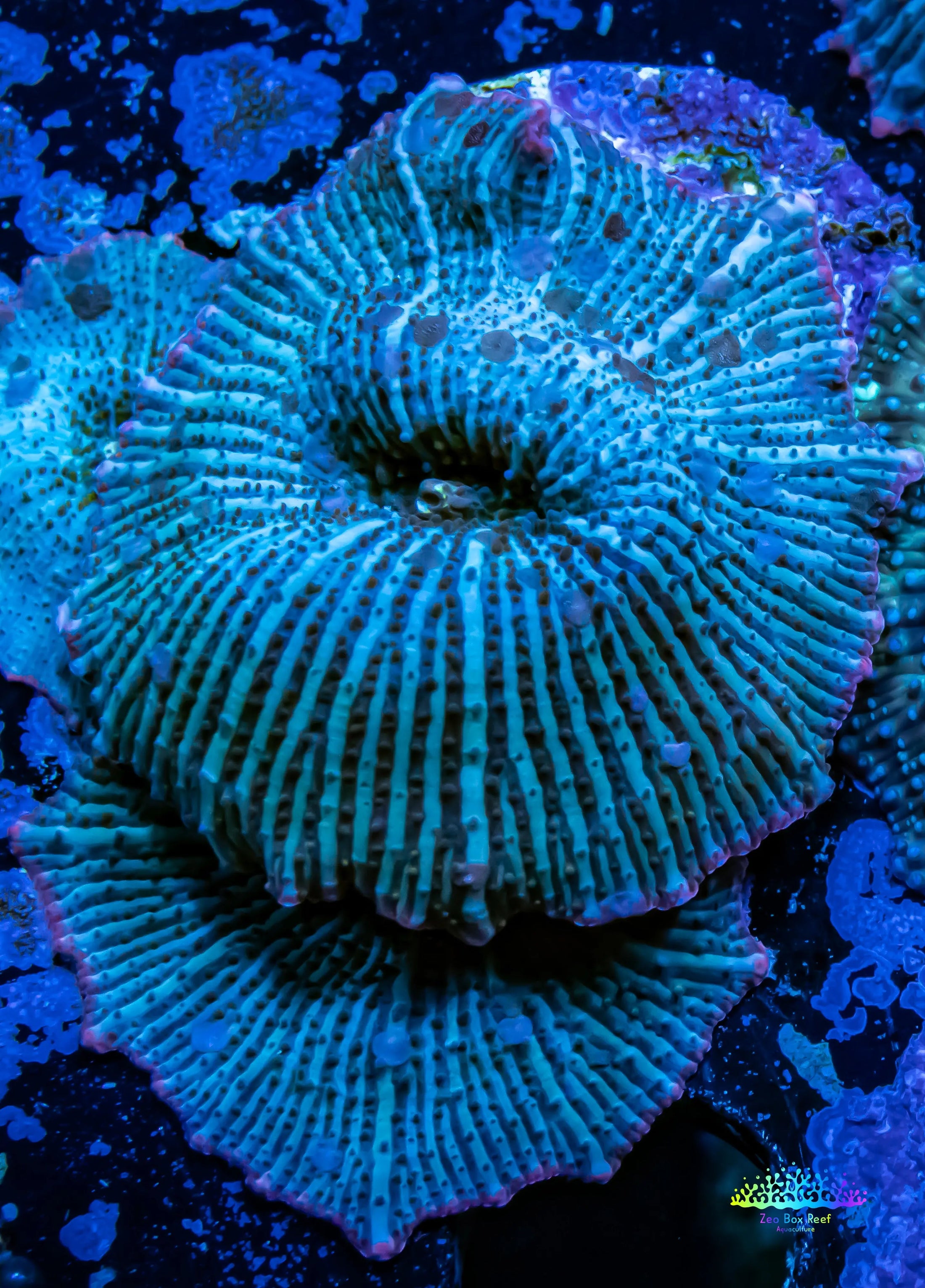 View full details
