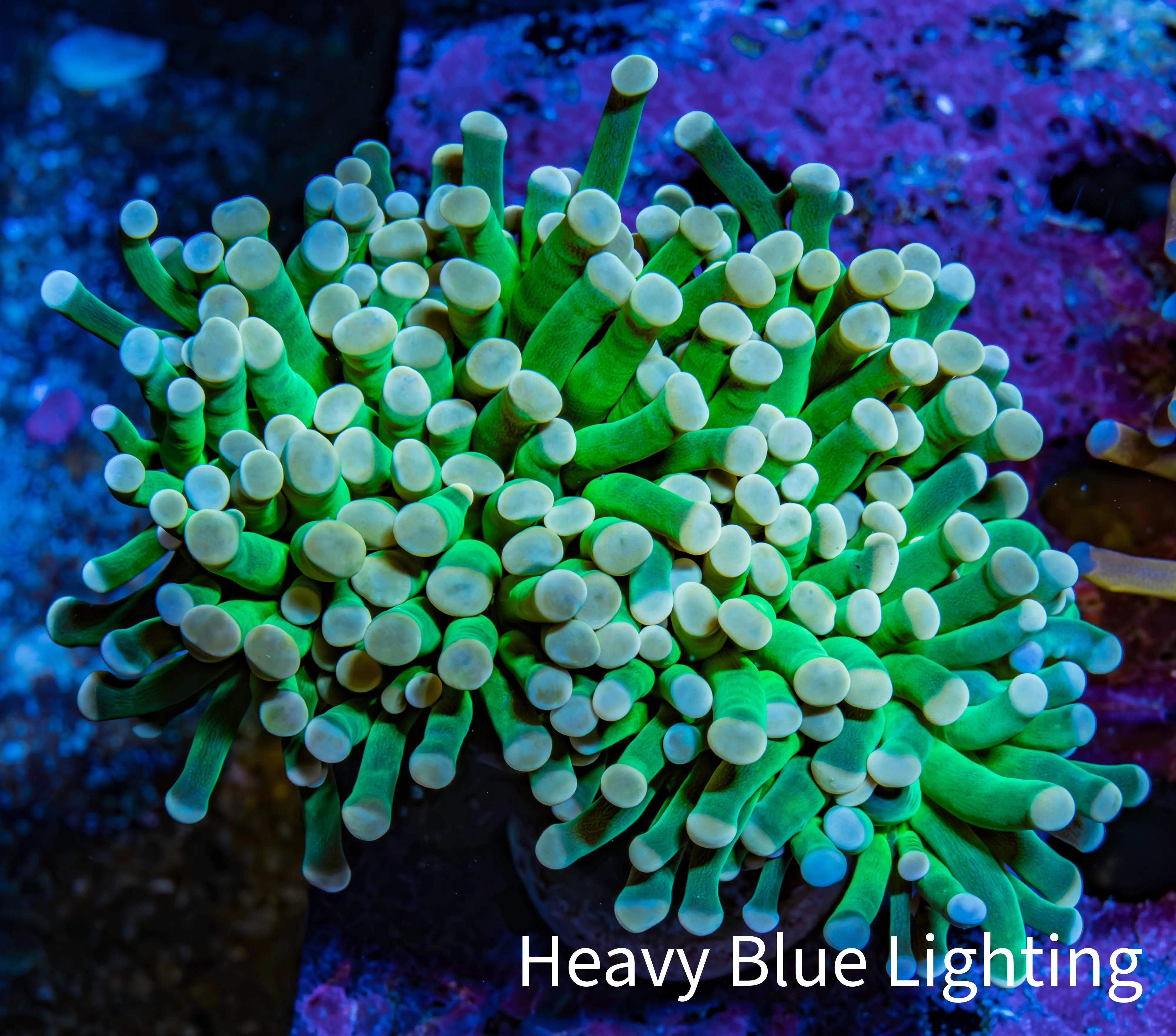 Buy Ultra Cotton Candy Torch Coral Australia - Zeo Box Reef – Zeo Box ...