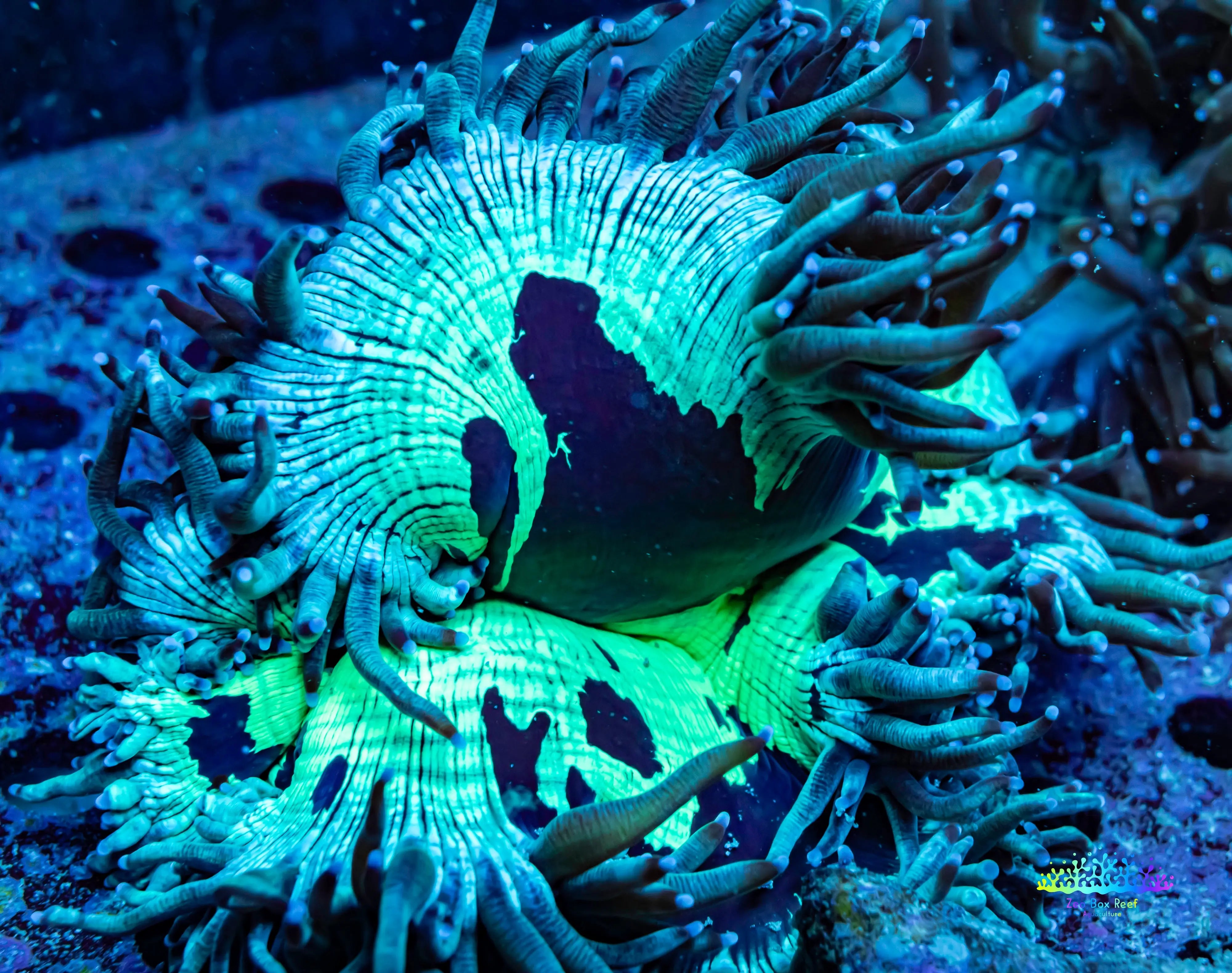 Skip to product information