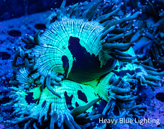 Elegance Coral For Sale online coral store Australia – Zeo Box Reef ...