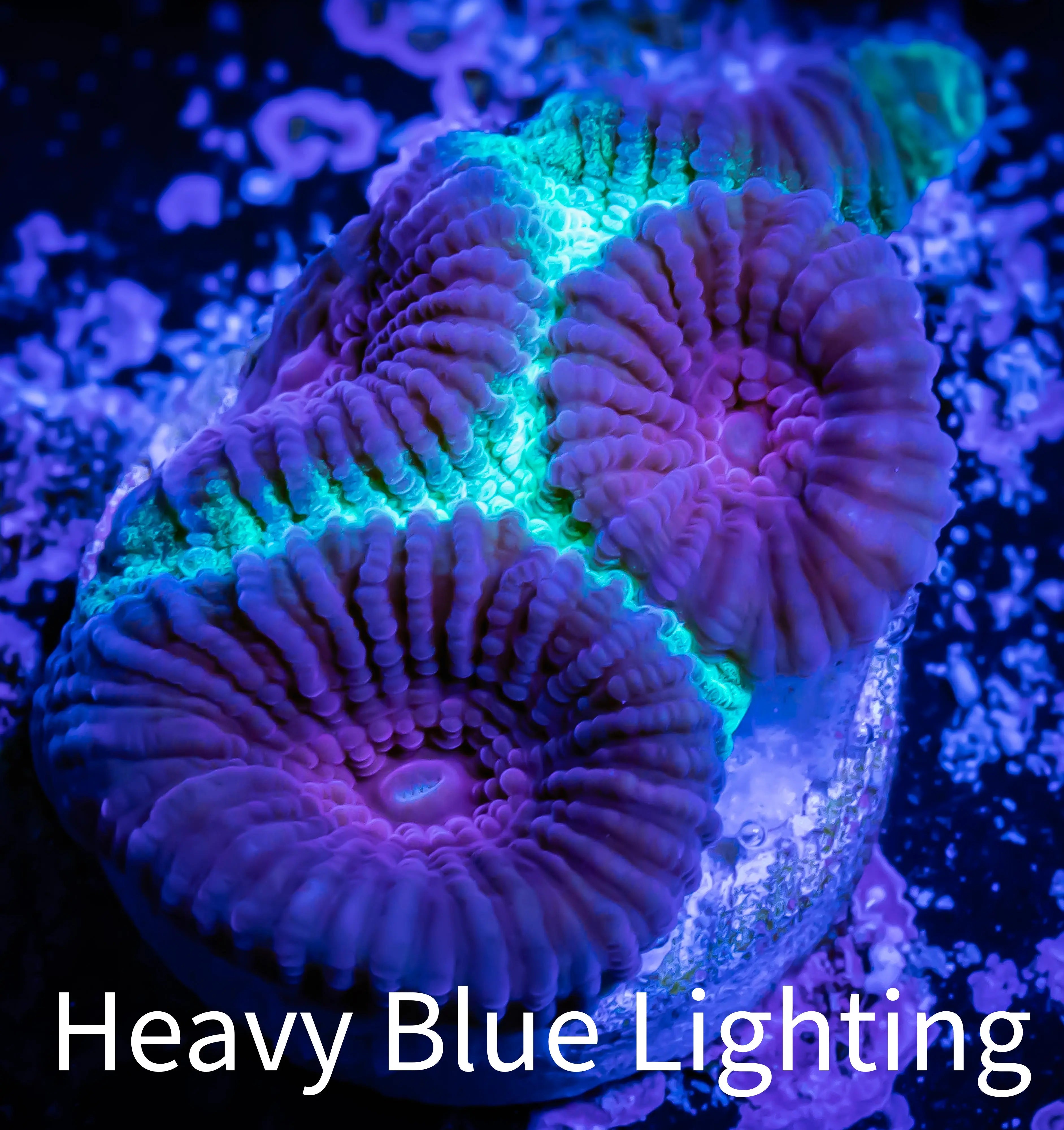 Open media 1 in modal