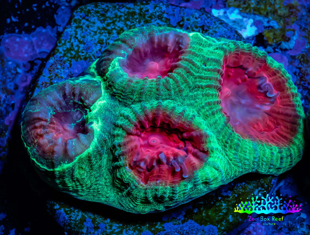 Skip to product information