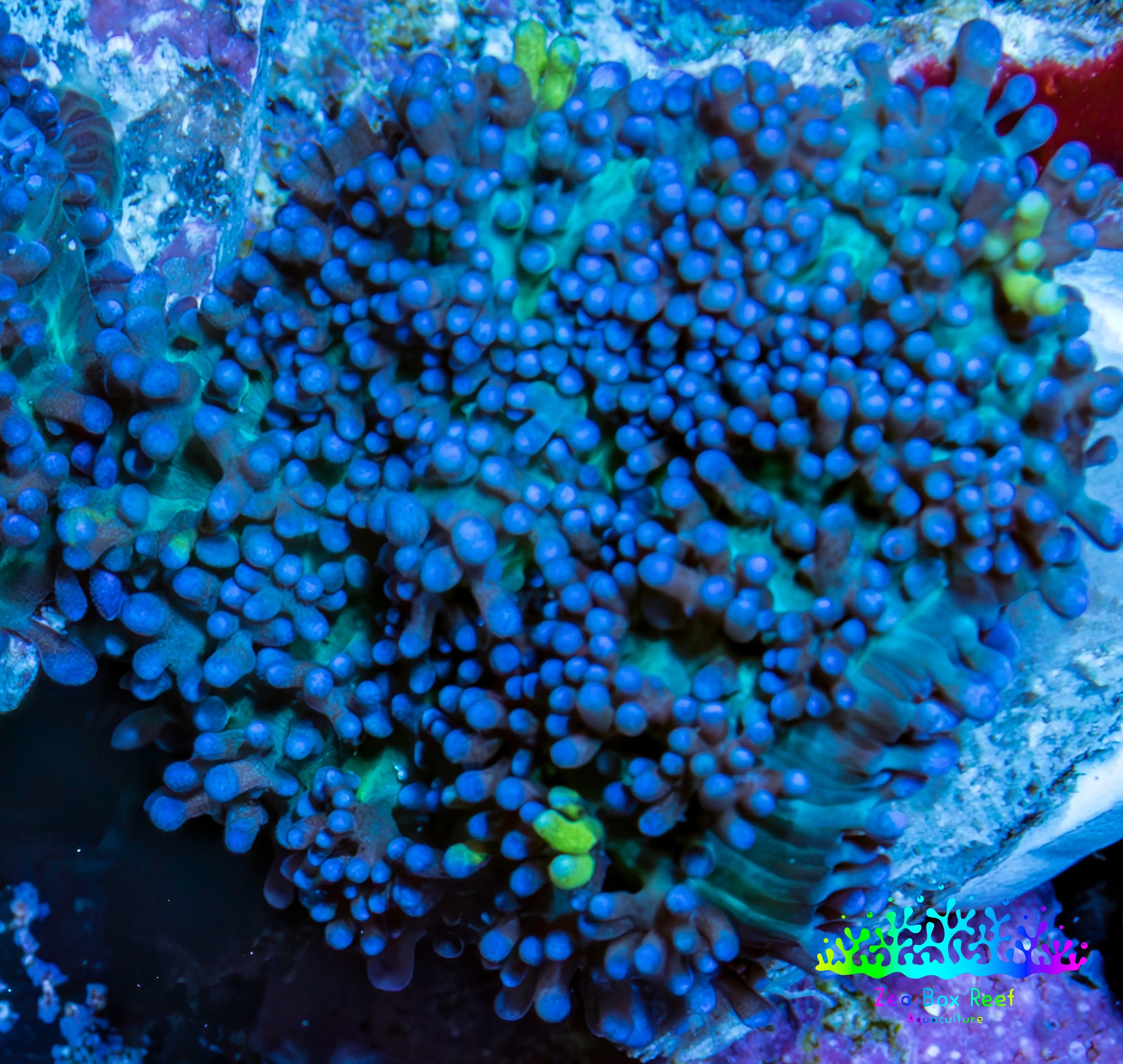 Ultra Fluffy Rhodactis Coral for Sale, neon green base with blue and ...