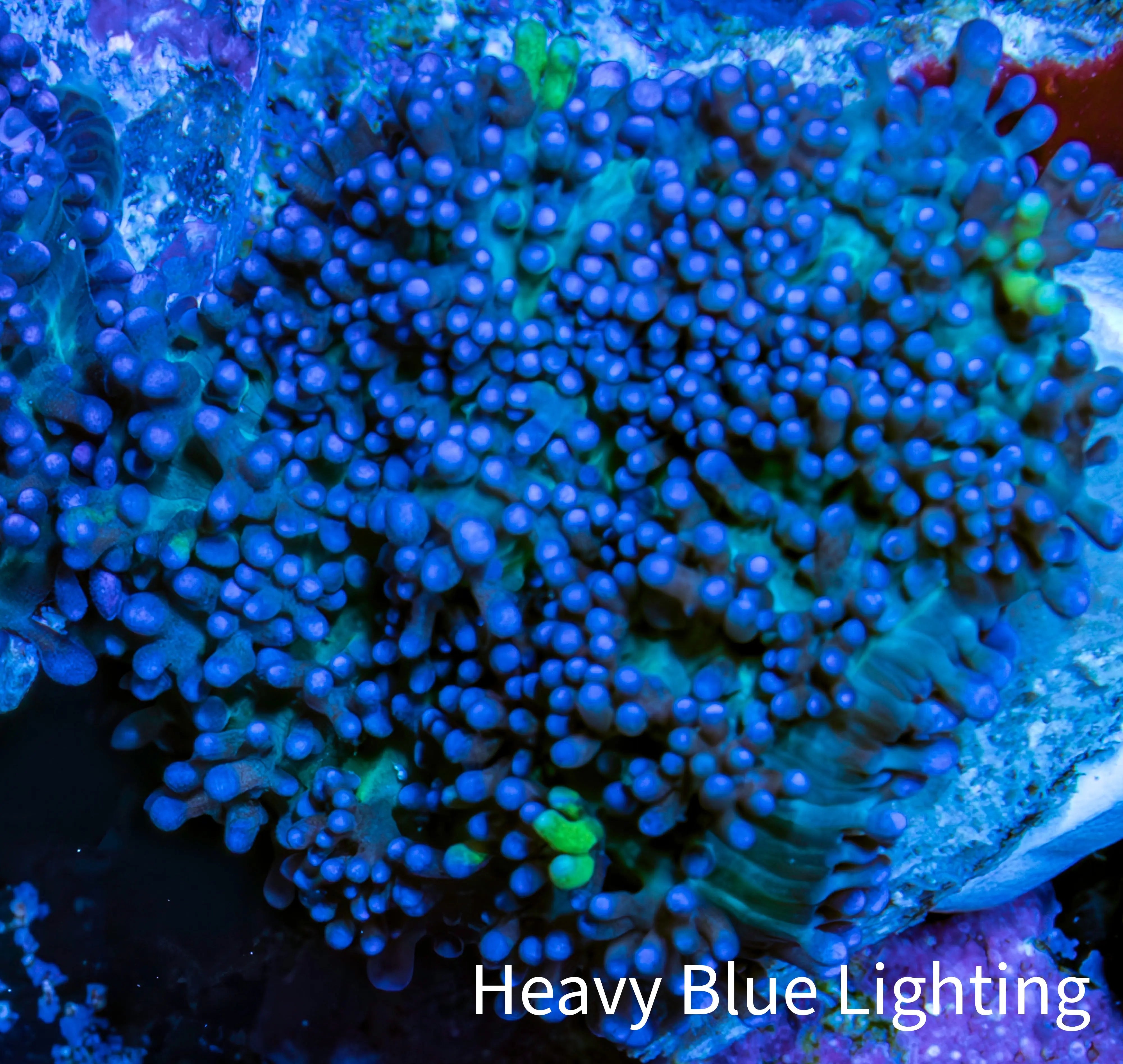 Ultra Fluffy Rhodactis Coral for Sale, neon green base with blue and ...