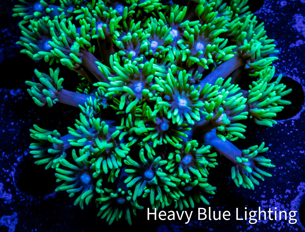 Ultra Goniopora Coral - Frag - WYSIWYG B8R2B2