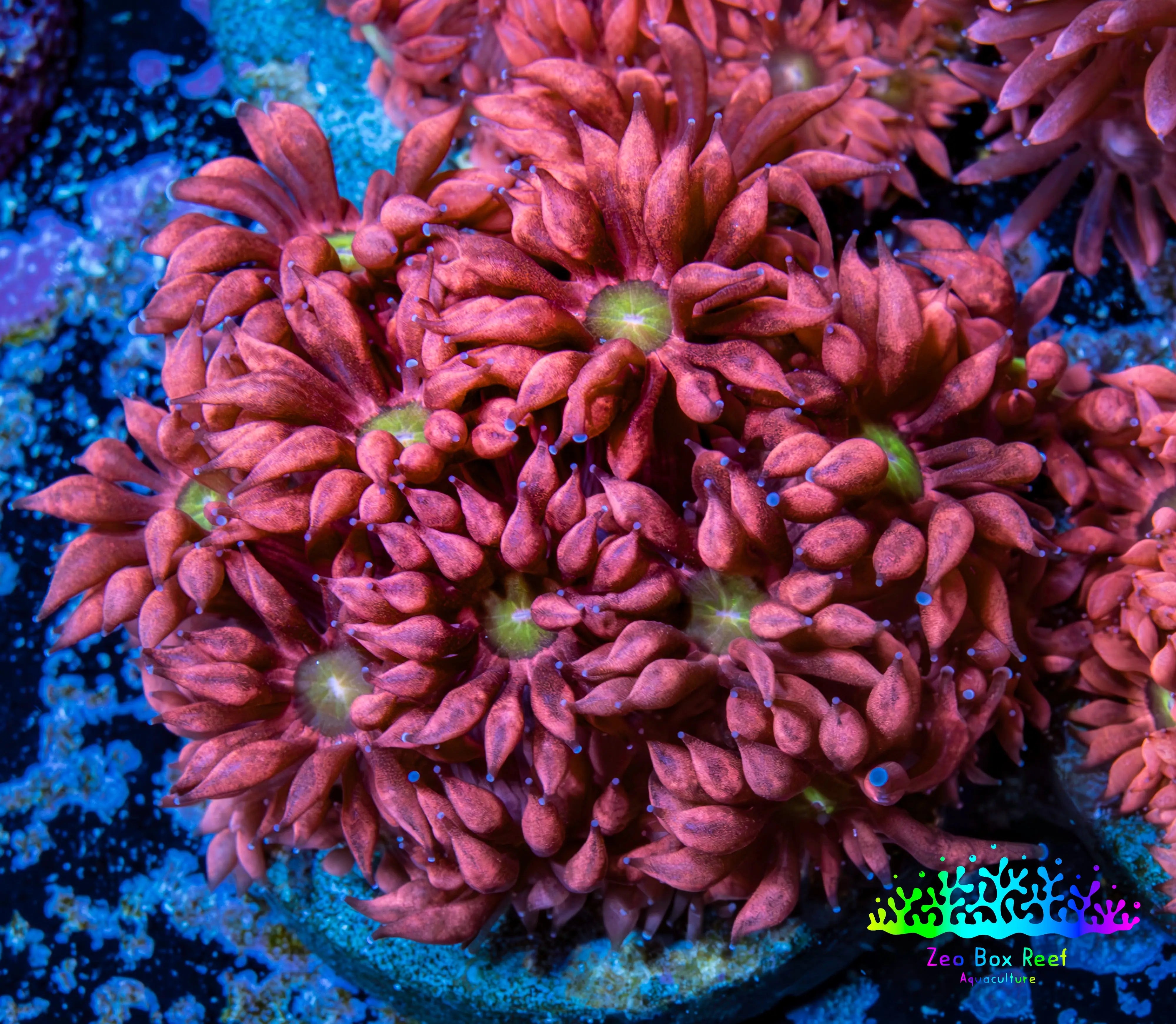 Buy Purple and Green Goniopora Coral- Zeo Box Reef Australia – Zeo Box ...