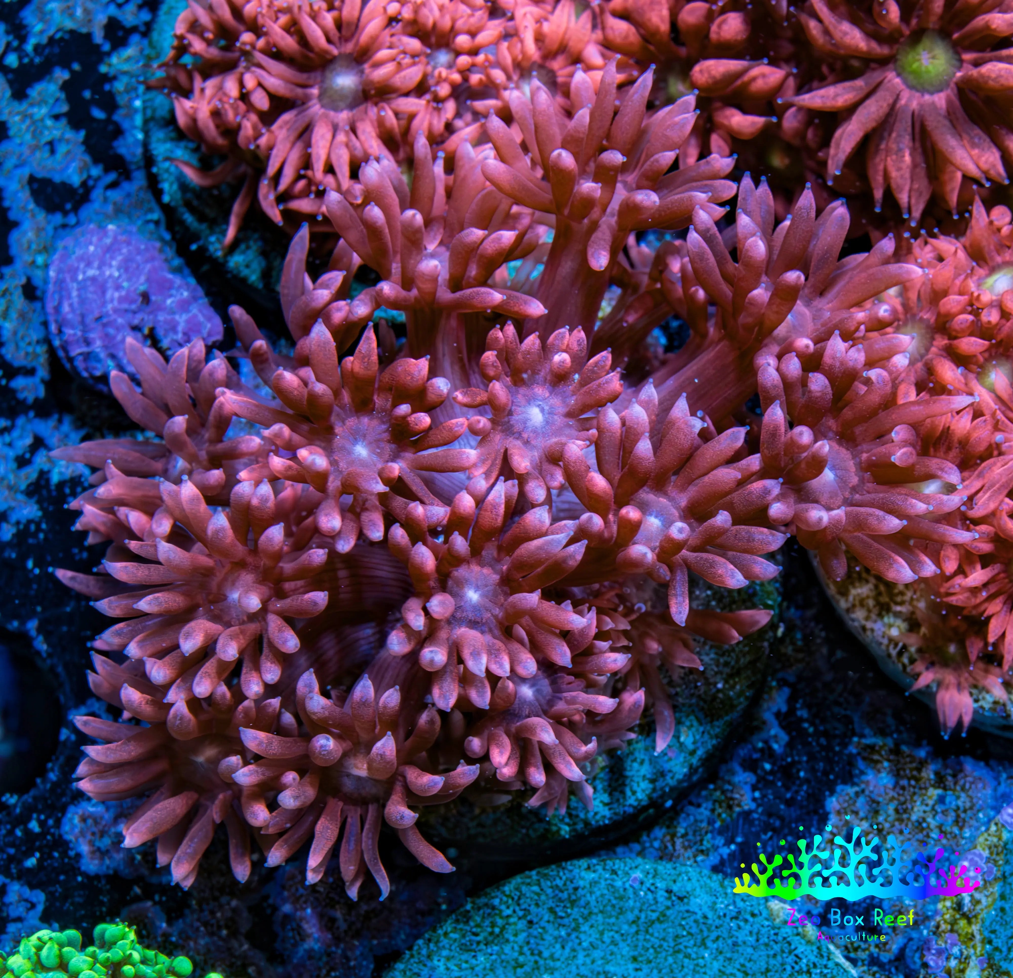 Buy Purple and Green Goniopora Coral- Zeo Box Reef Australia – Zeo Box ...
