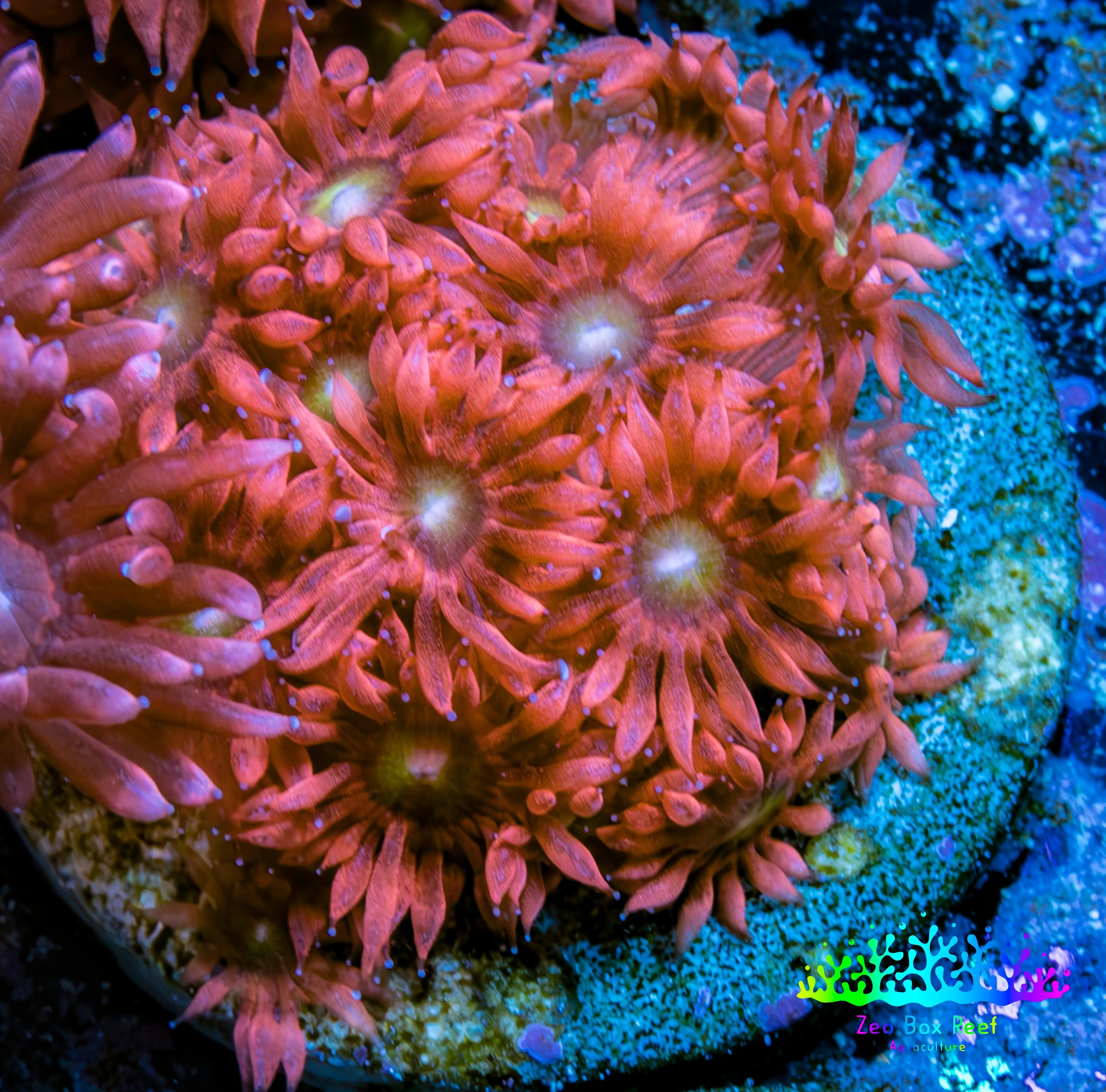 Buy Purple and Green Goniopora Coral- Zeo Box Reef Australia – Zeo Box ...