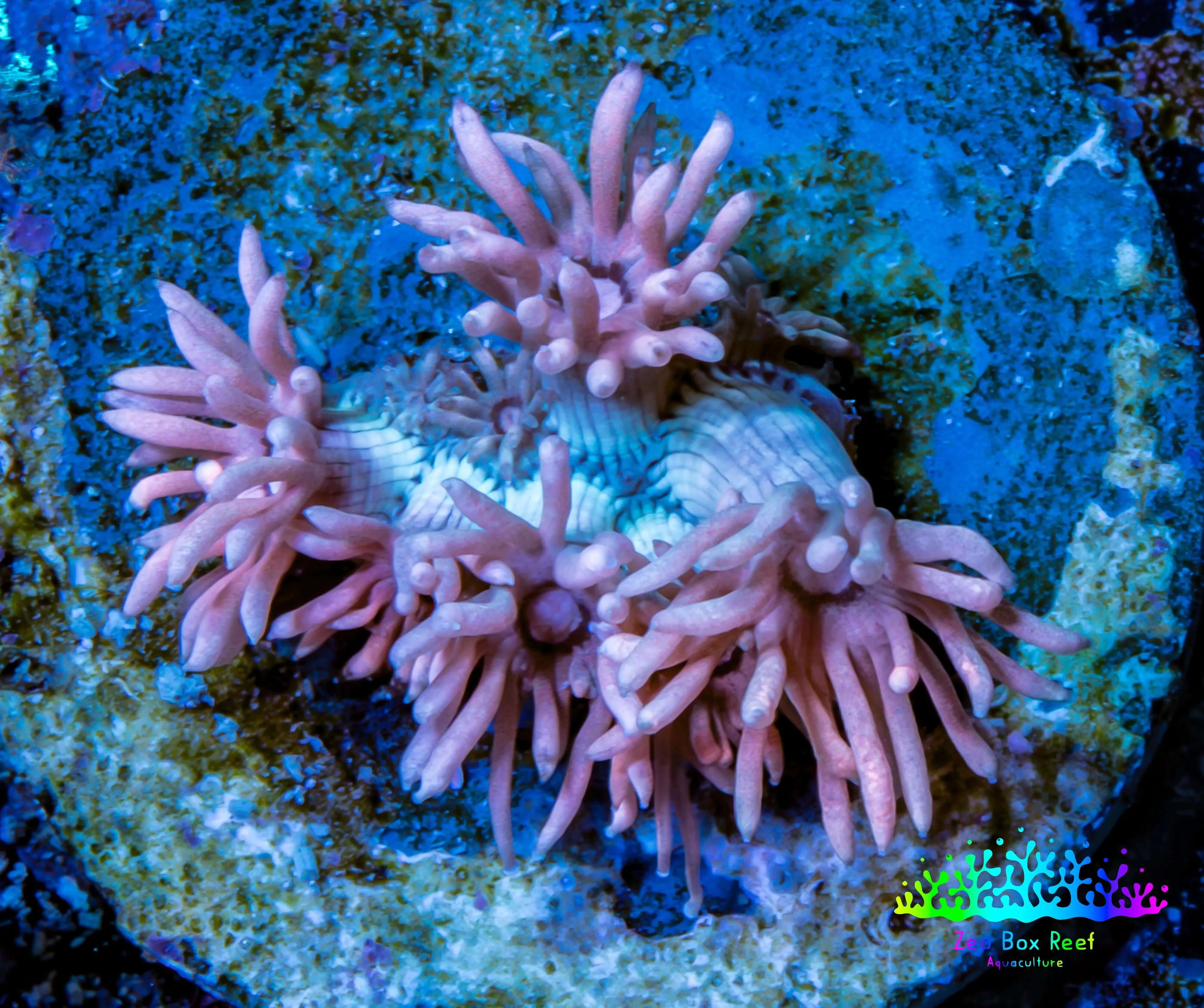 Buy Goniopora Coral Onlibe- Zeo Box Reef Australia – Zeo Box Reef ...