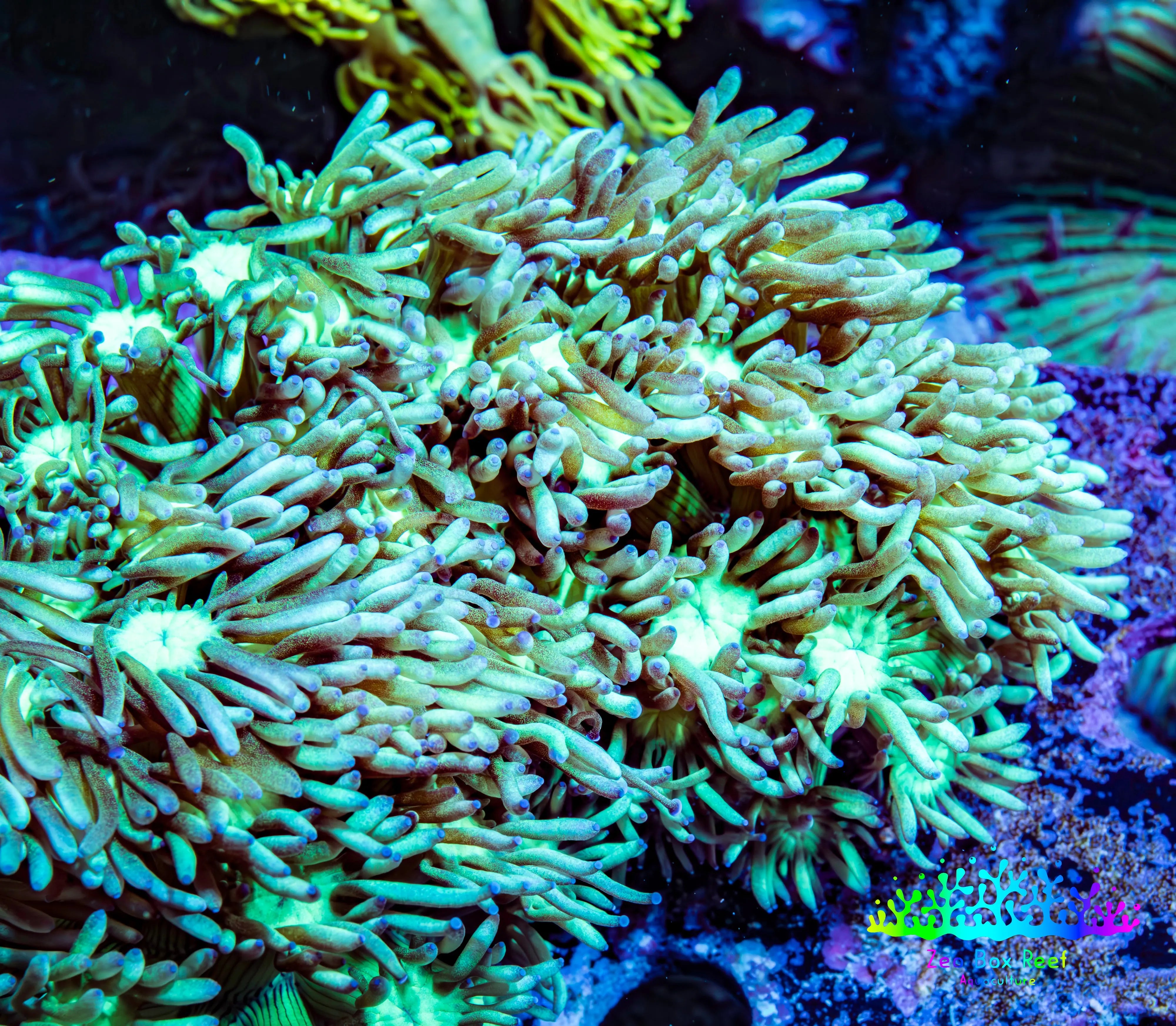 Buy Purple and Green Goniopora Coral- Zeo Box Reef Australia – Zeo Box ...