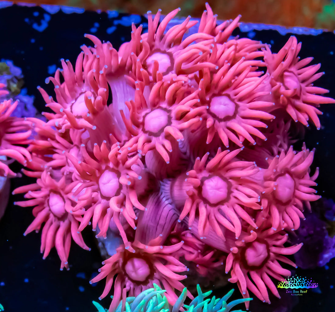 Pink Goniopora Coral For Sale Australia – Zeo Box Reef Aquaculture