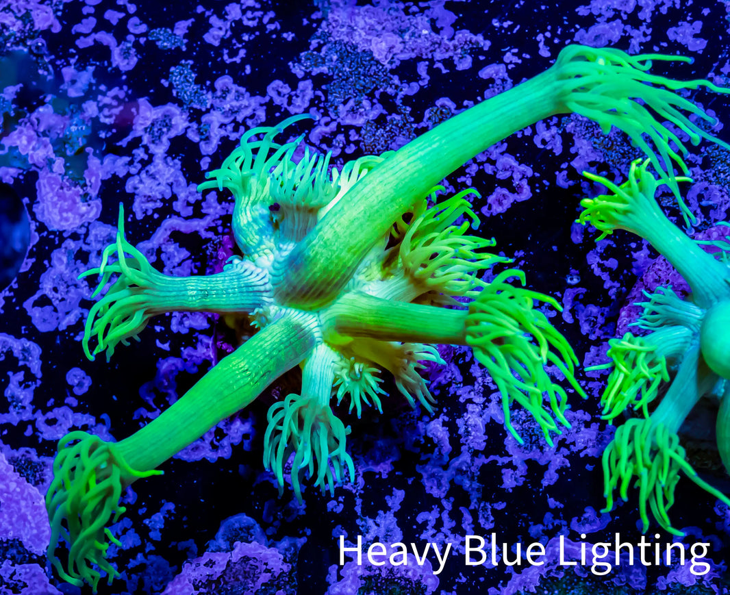 Ultra Goniopora Coral -ZBR ☀️Sun flare Goni - Frag - WYSIWYG