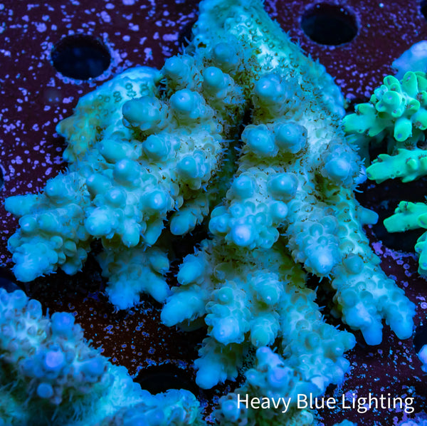 "Shop Acropora (Acro) Coral at Zeo Box Reef - Add Stunning Colors and ...