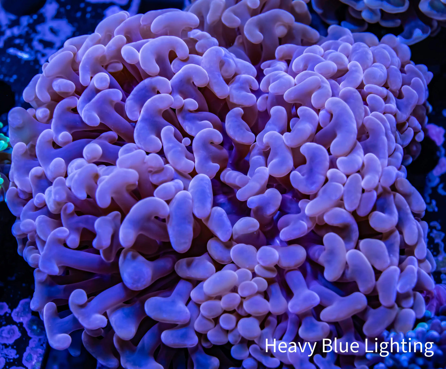 "Buy Ultra Hammer Coral online Australia - Get High-Quality Corals for ...