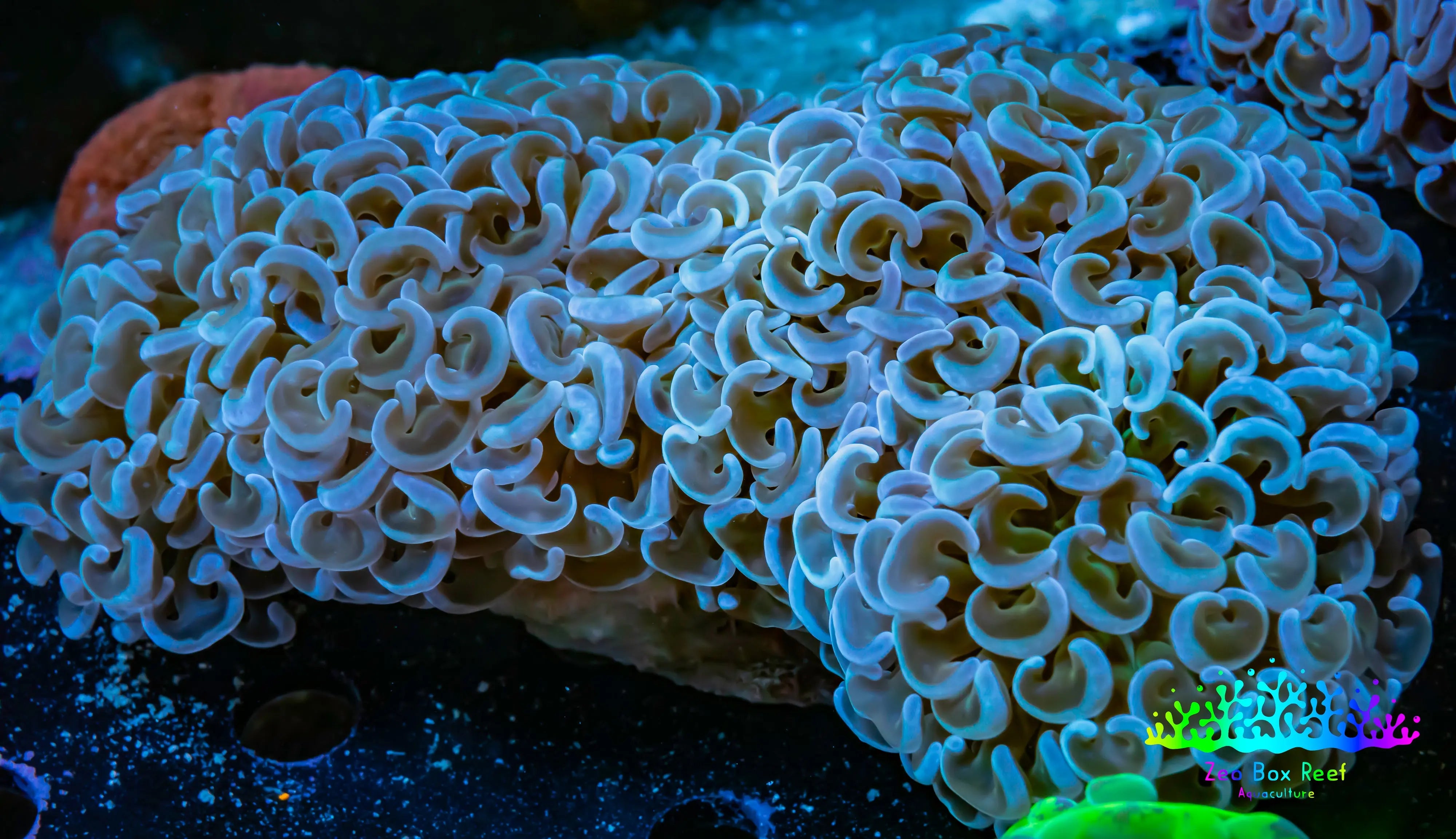 Buy Ultra Teal Hammer coral Australia- Zeo Box Reef – Zeo Box Reef ...