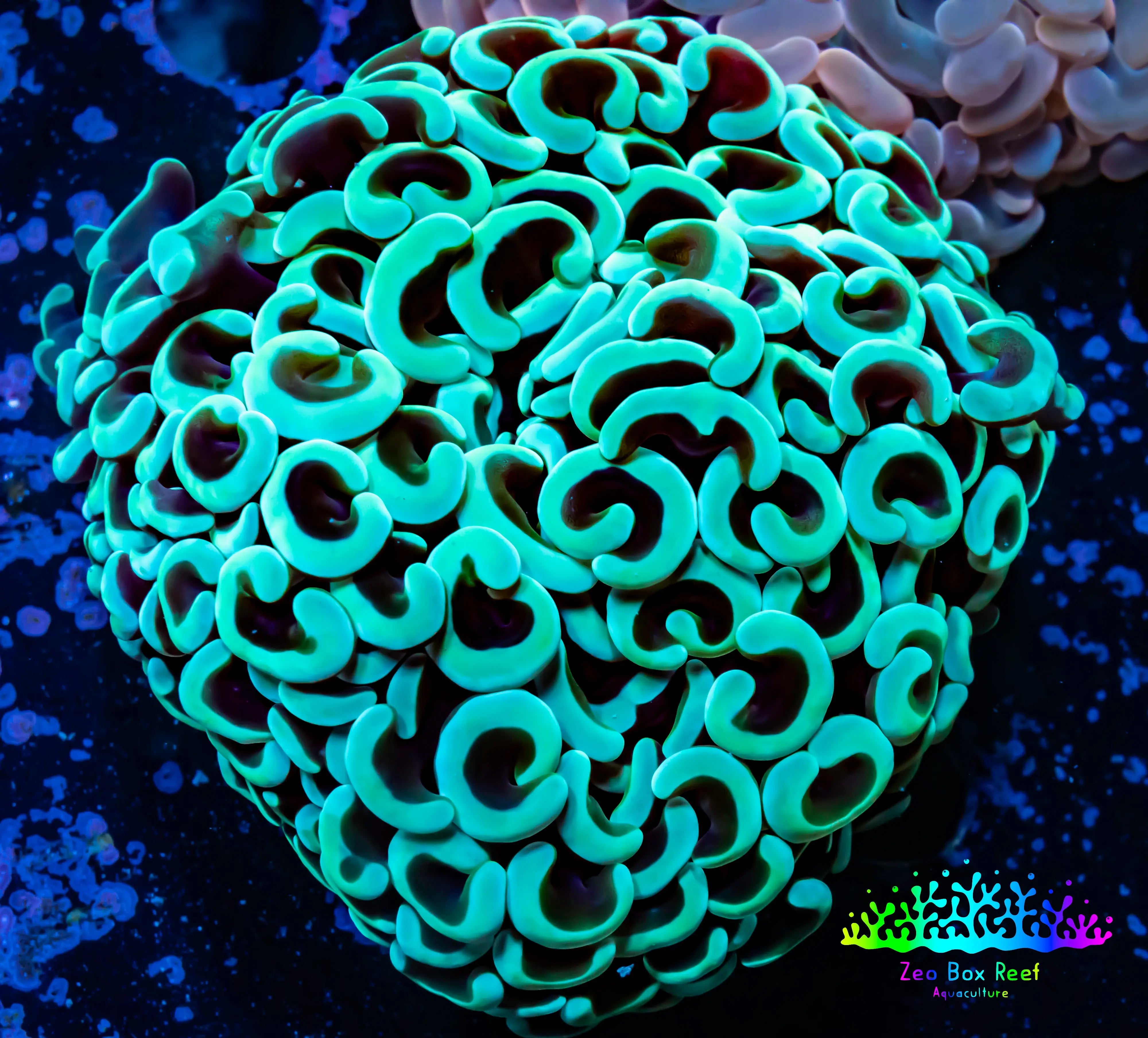 Buy Ultra Teal Hammer coral Australia- Zeo Box Reef – Zeo Box Reef ...