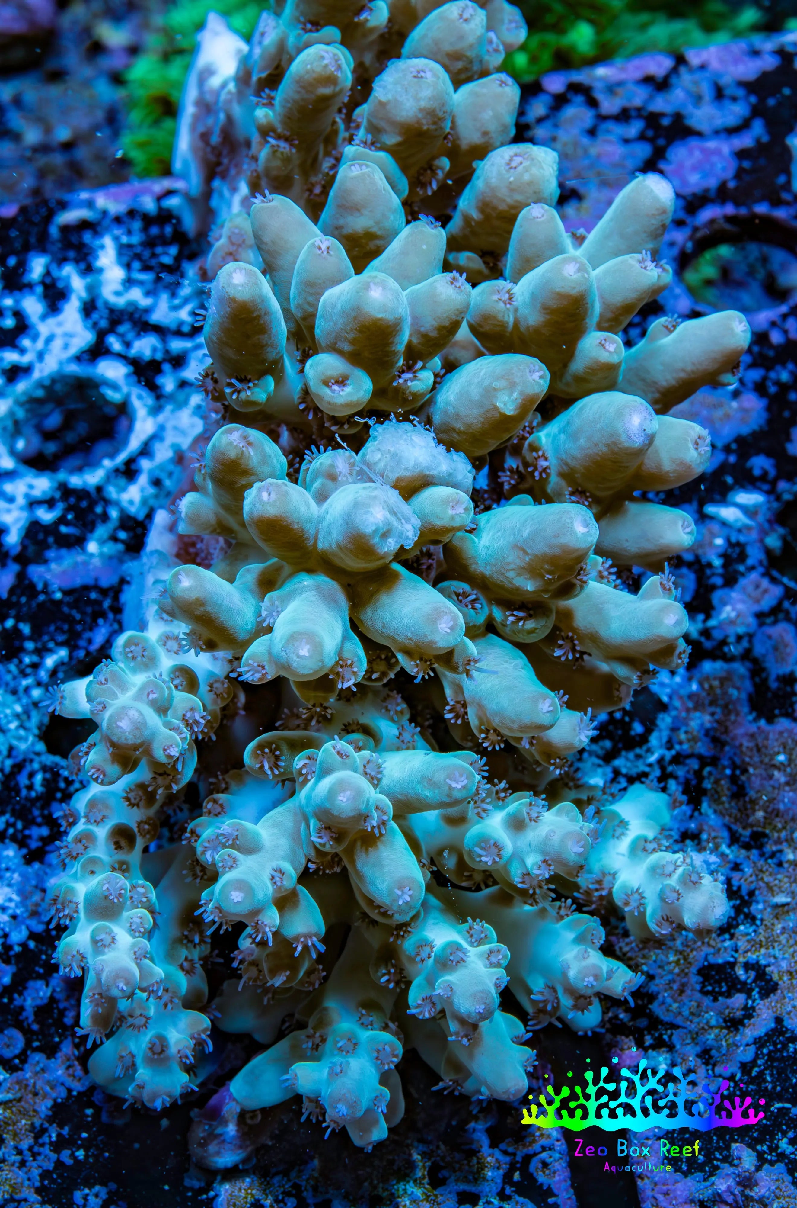 Ultra Hardline Acropora - Zeo Box Reef Aquaculture Australia