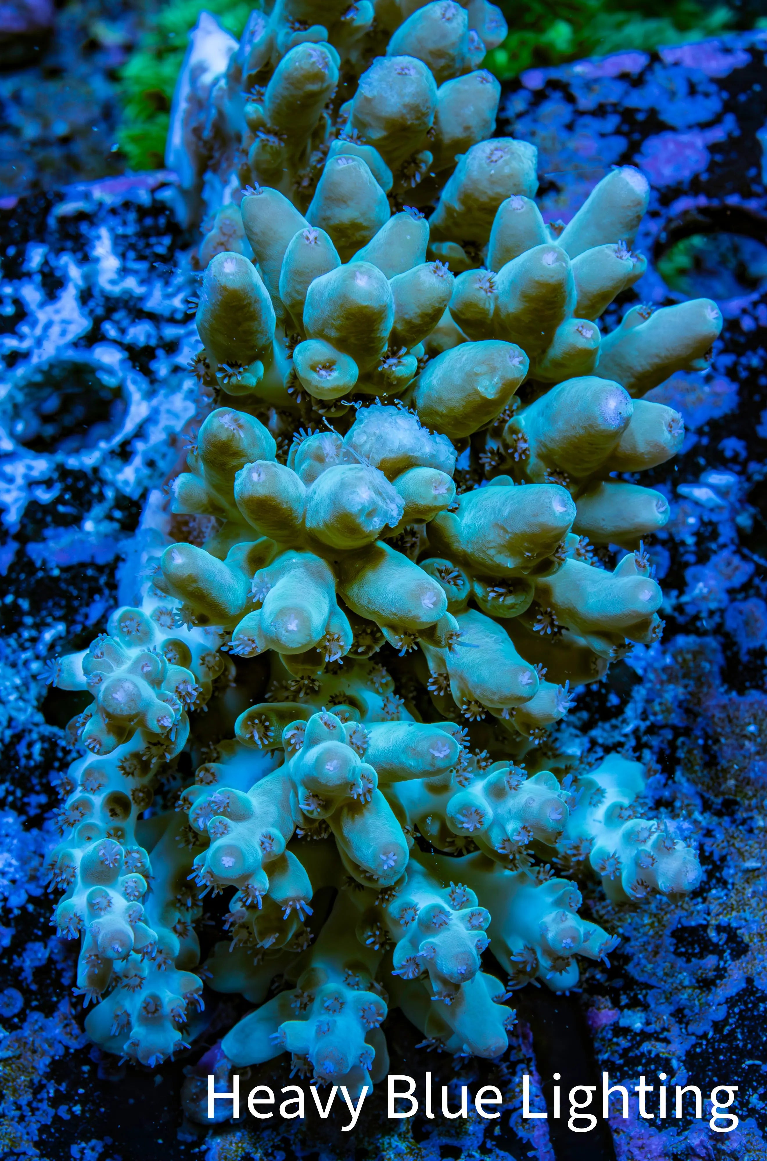 Ultra Hardline Acropora - Zeo Box Reef Aquaculture Australia