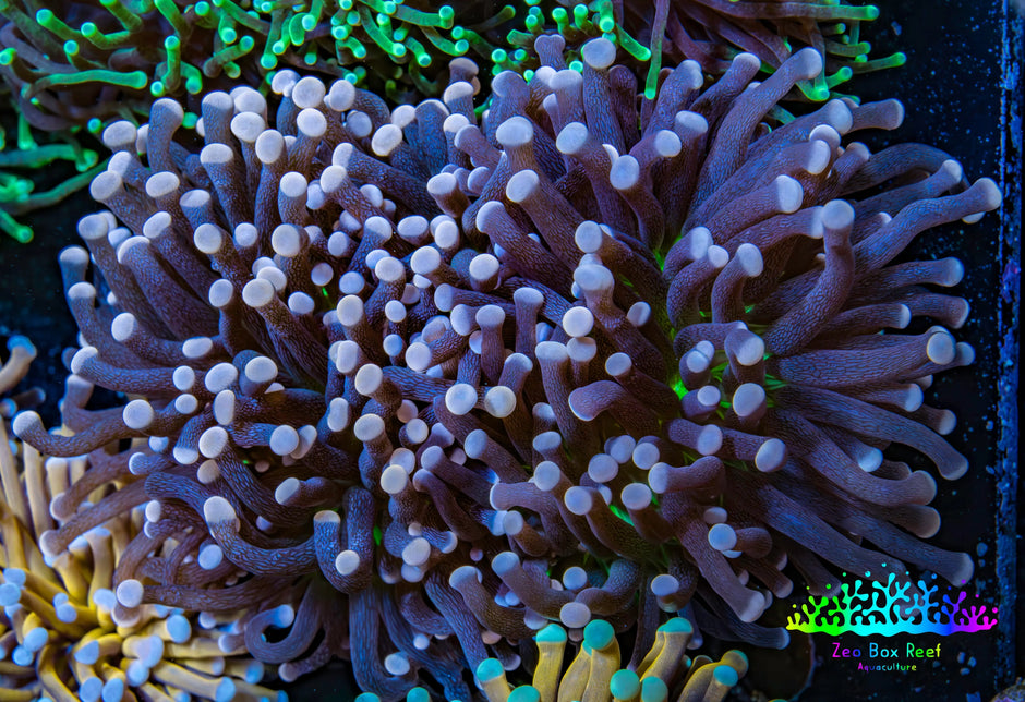 Buy Conditioned Live Corals Online – Zeo Box Reef Aquaculture