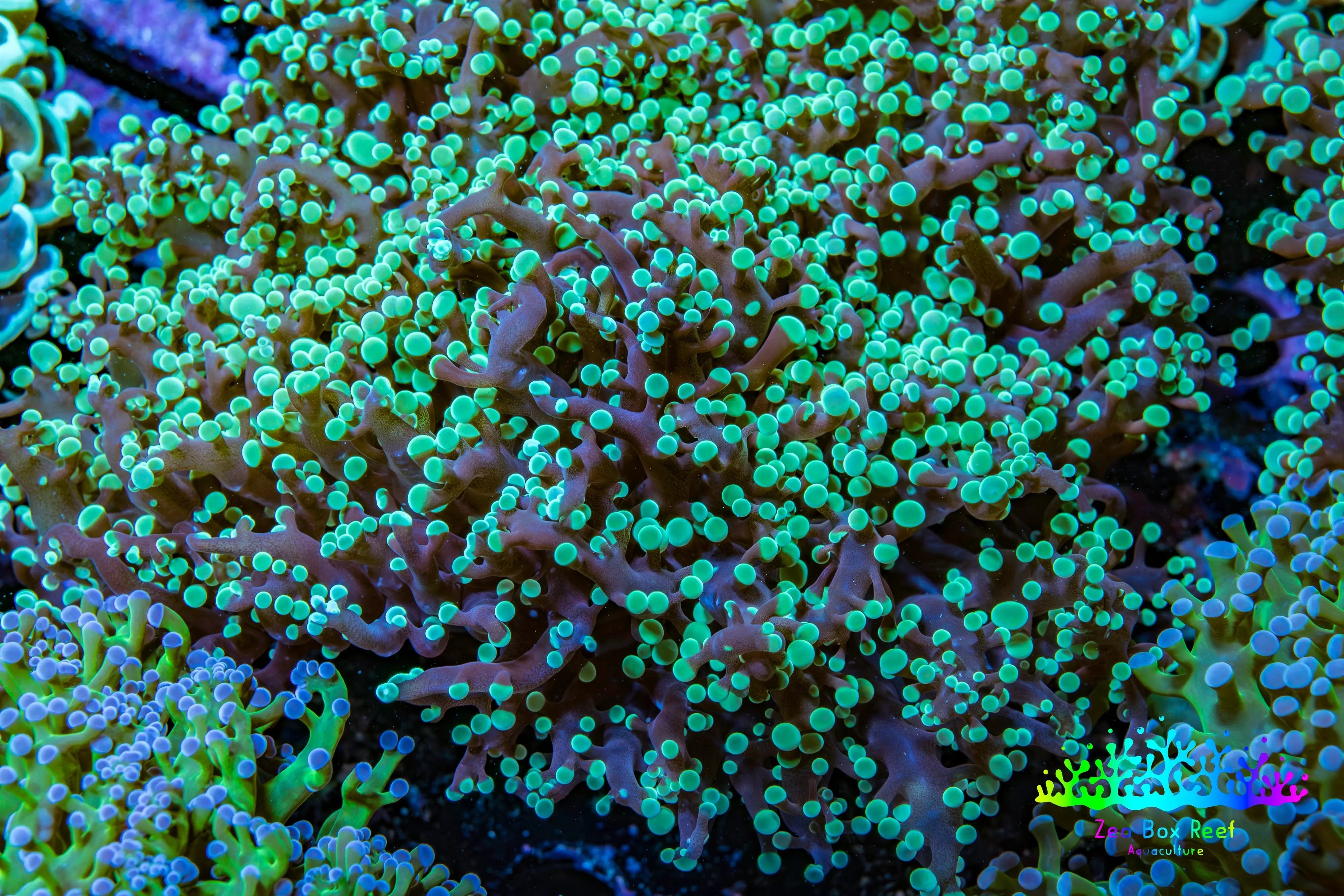 Buy Ultra Frogspawn Coral Australia – Zeo Box Reef Aquaculture