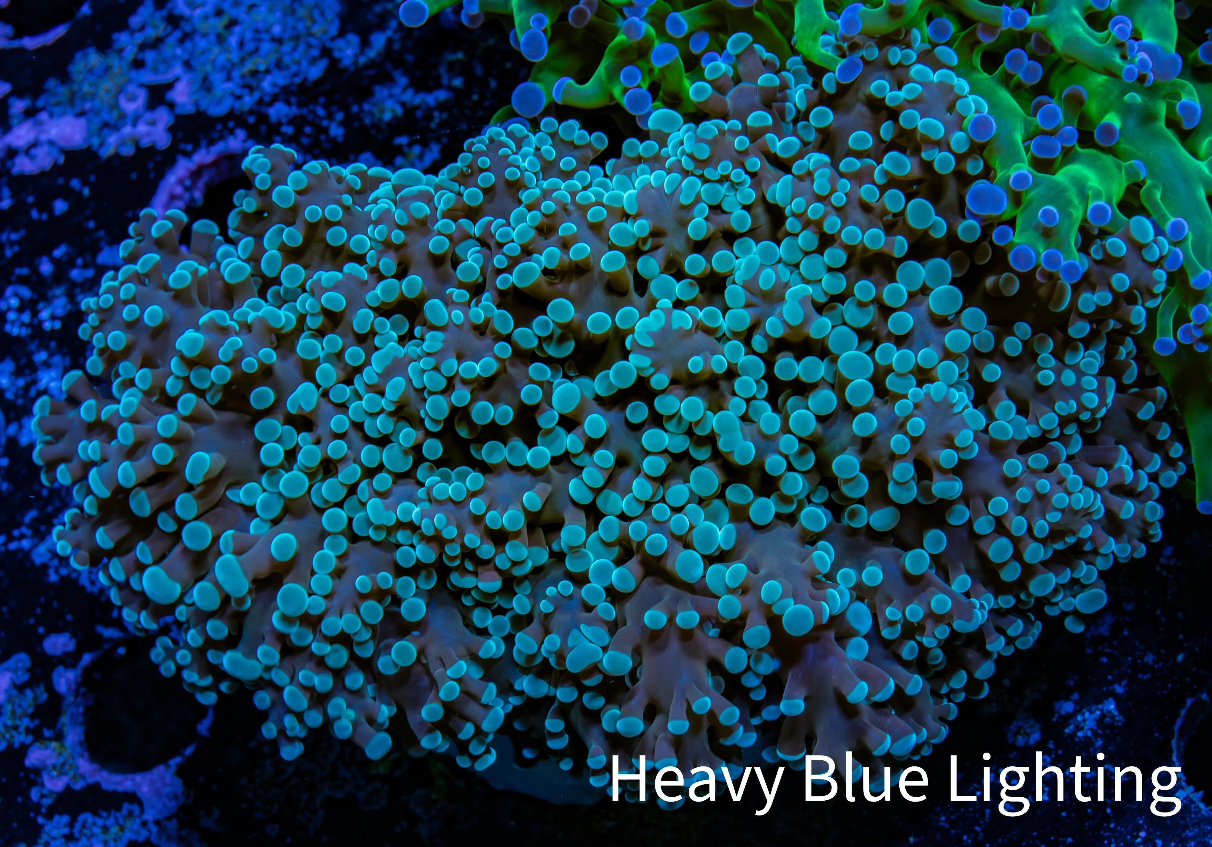 Buy Ultra Frogspawn Coral Australia – Zeo Box Reef Aquaculture