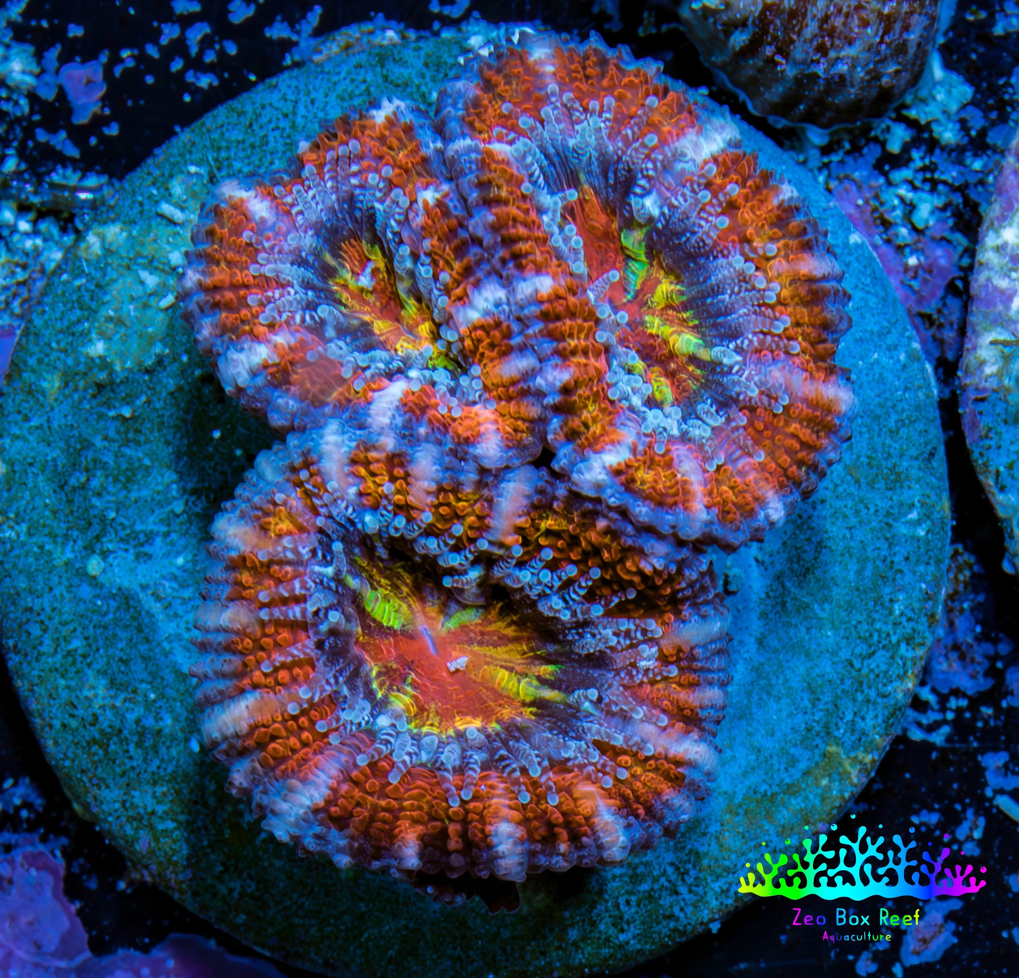 Ultra Green and Purple Acan Corals For Sale AusTralia - Zeo Box Reef ...