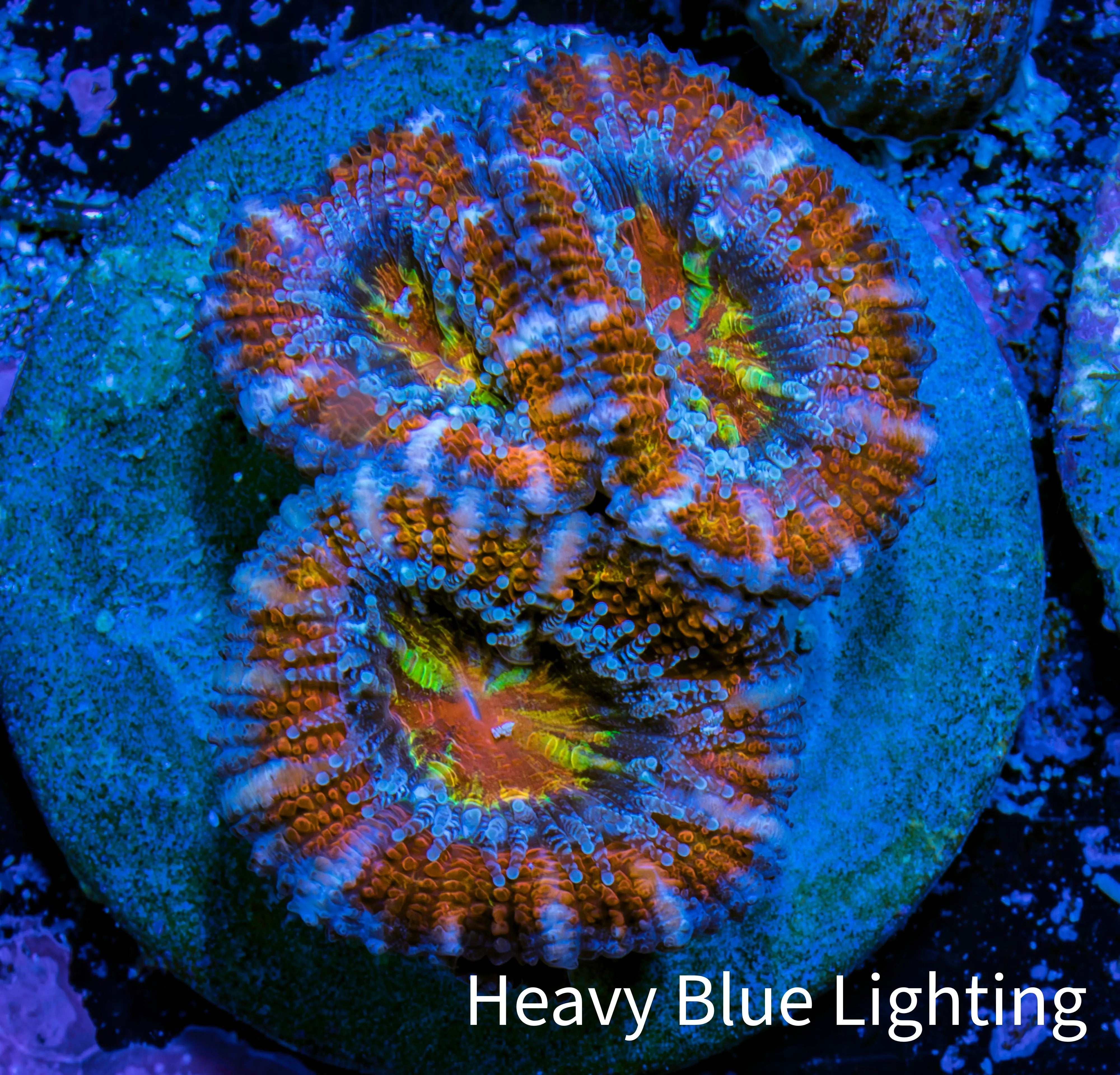 Ultra Green and Purple Acan Corals For Sale AusTralia - Zeo Box Reef ...