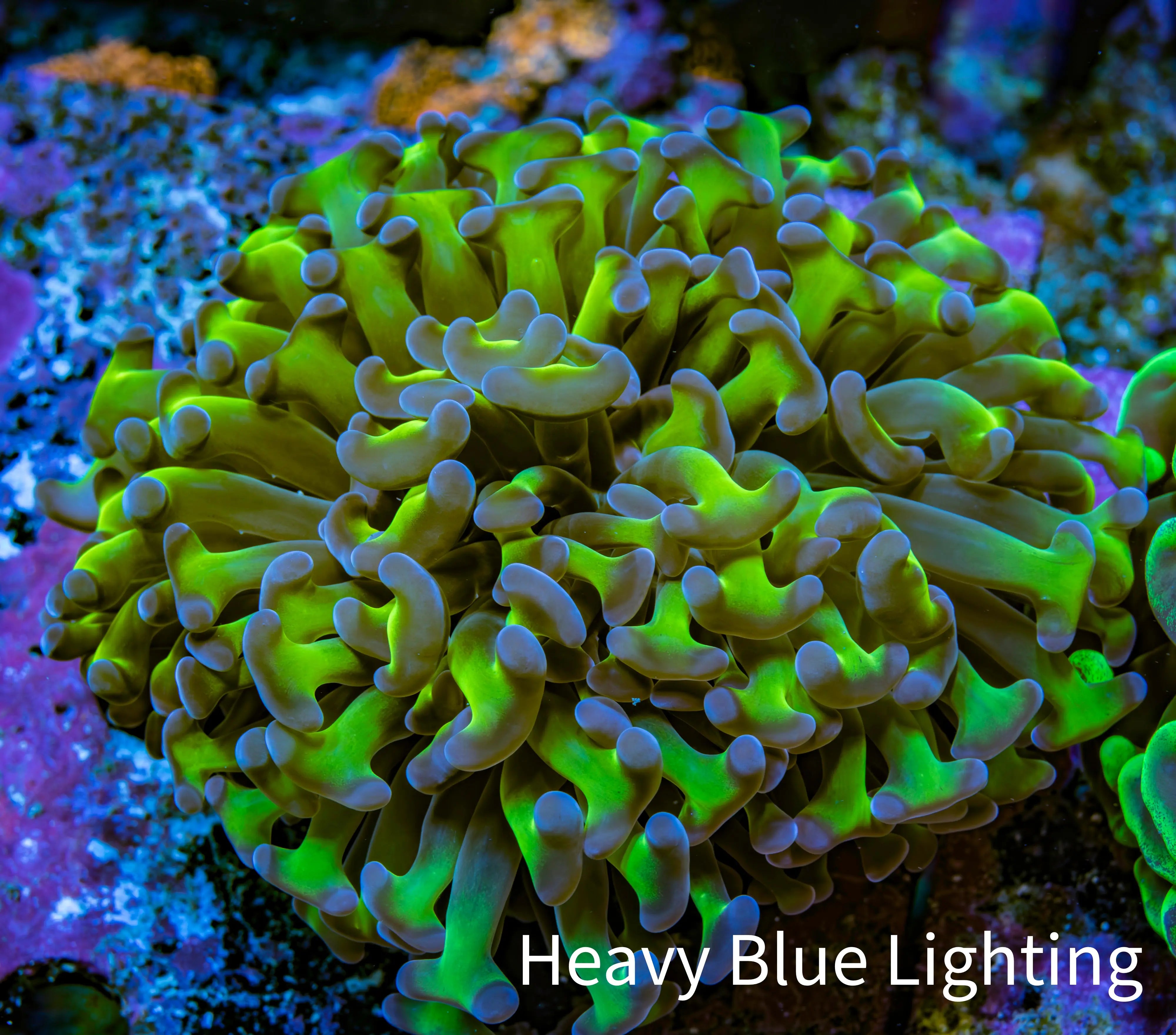 Buy Ultra Teal Hammer coral Australia- Zeo Box Reef – Zeo Box Reef ...