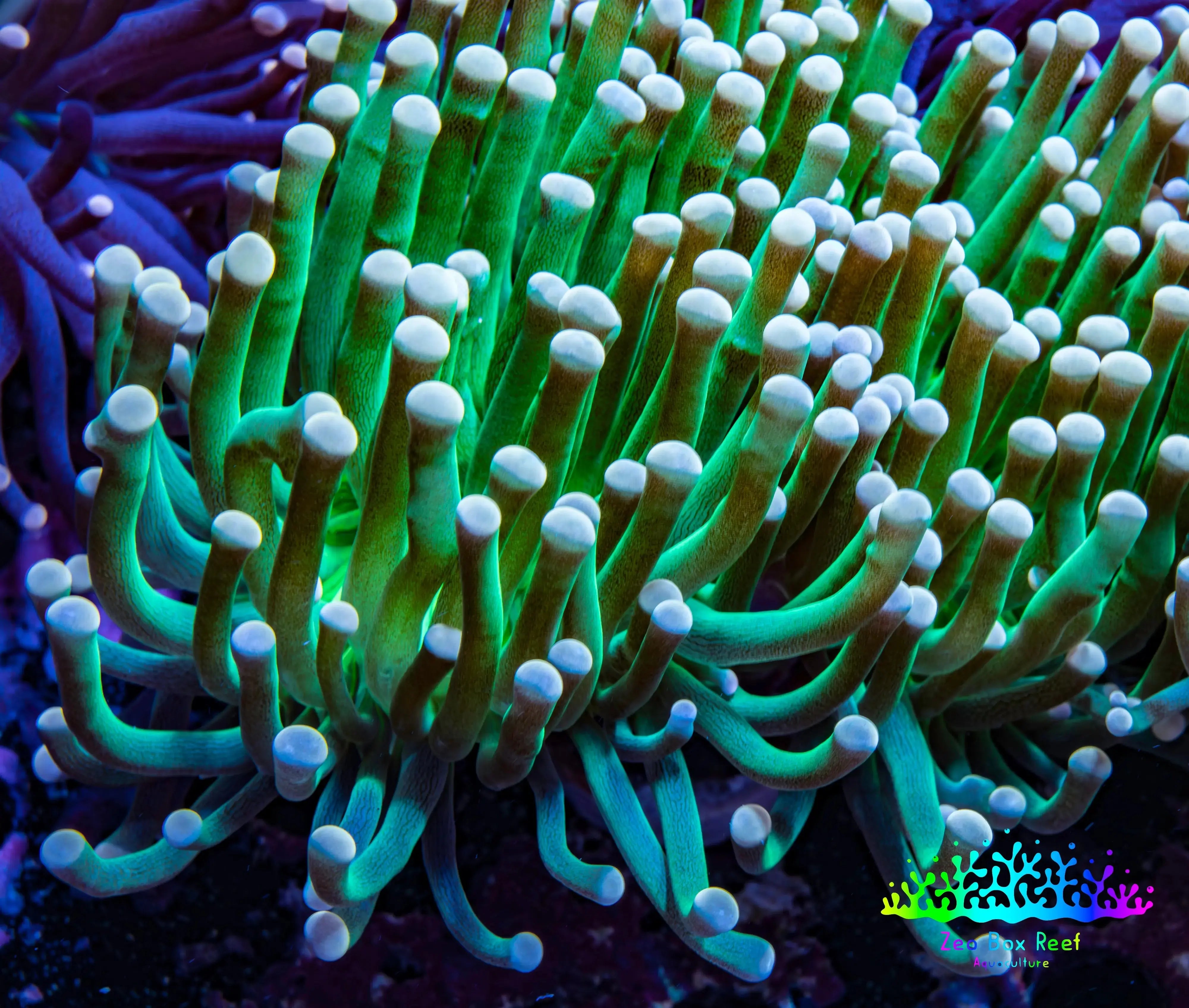 Buy Ultra Cotton Candy Torch Coral Australia - Zeo Box Reef – Zeo Box ...