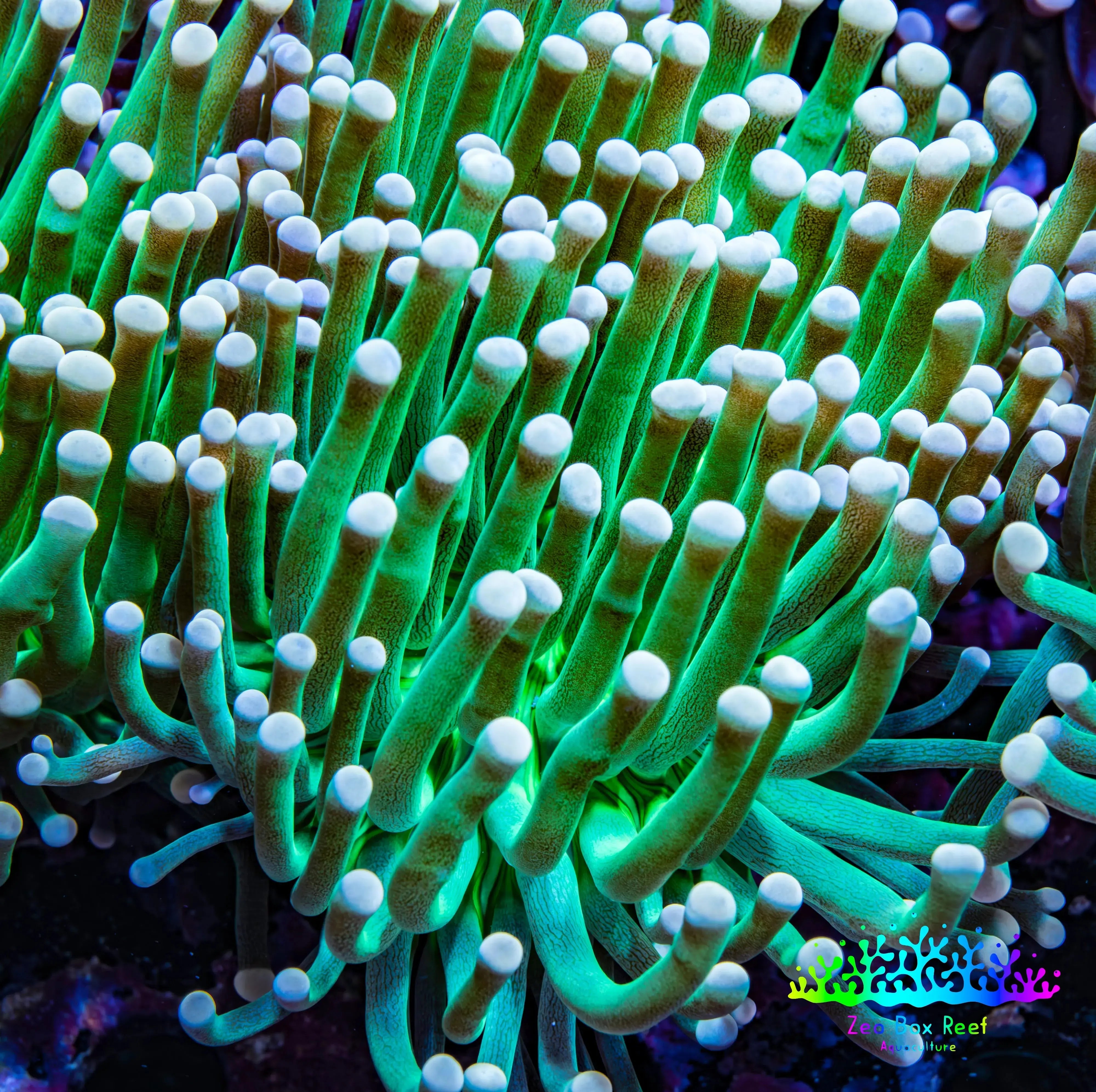 Buy Ultra Joker Torch Coral Australia - Zeo Box Reef – Zeo Box Reef ...
