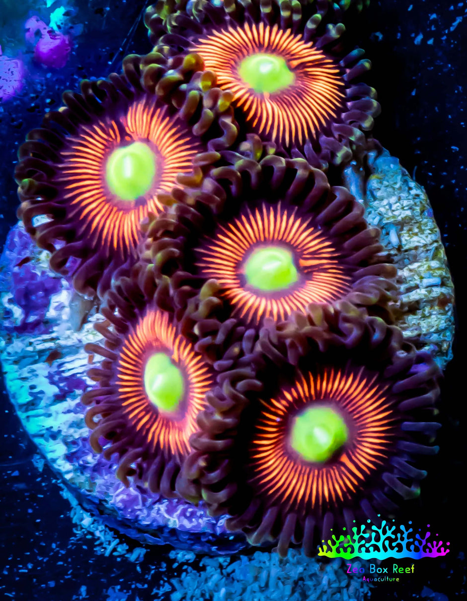 Zoanthid coral - Everlasting Gobstopper Zoa Frag