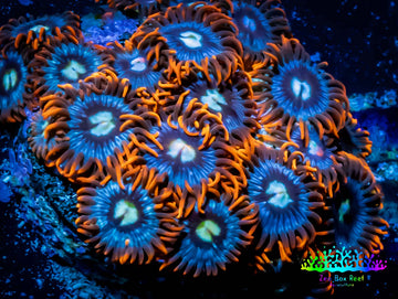 Zoanthid coral - Fire And Ice Zoa Frag