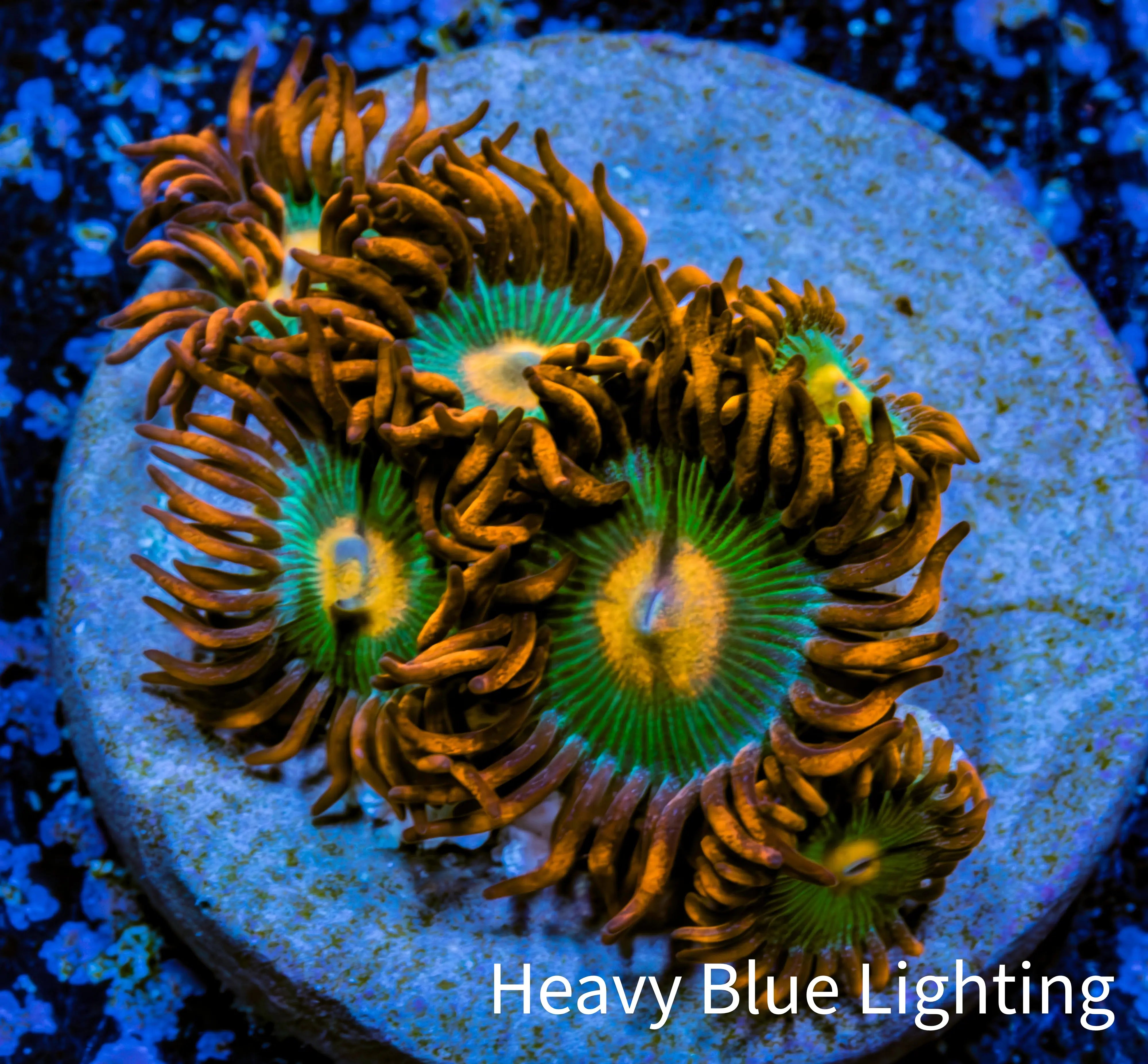 Gatorade Zoanthids for Sale Australia – Zeo Box Reef Aquaculture