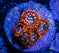 Buy Utter Chaos Zoa Coral - Zeo Box Reef Australia – Zeo Box Reef ...