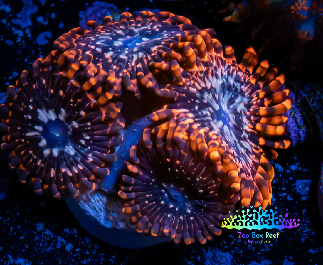 Buy Ultra Zoanthid Coral - Zeo Box Reef Australia – Zeo Box Reef ...