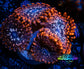 Buy Ultra Zoanthid Coral - Zeo Box Reef Australia – Zeo Box Reef ...