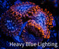 Buy Ultra Zoanthid Coral - Zeo Box Reef Australia – Zeo Box Reef ...