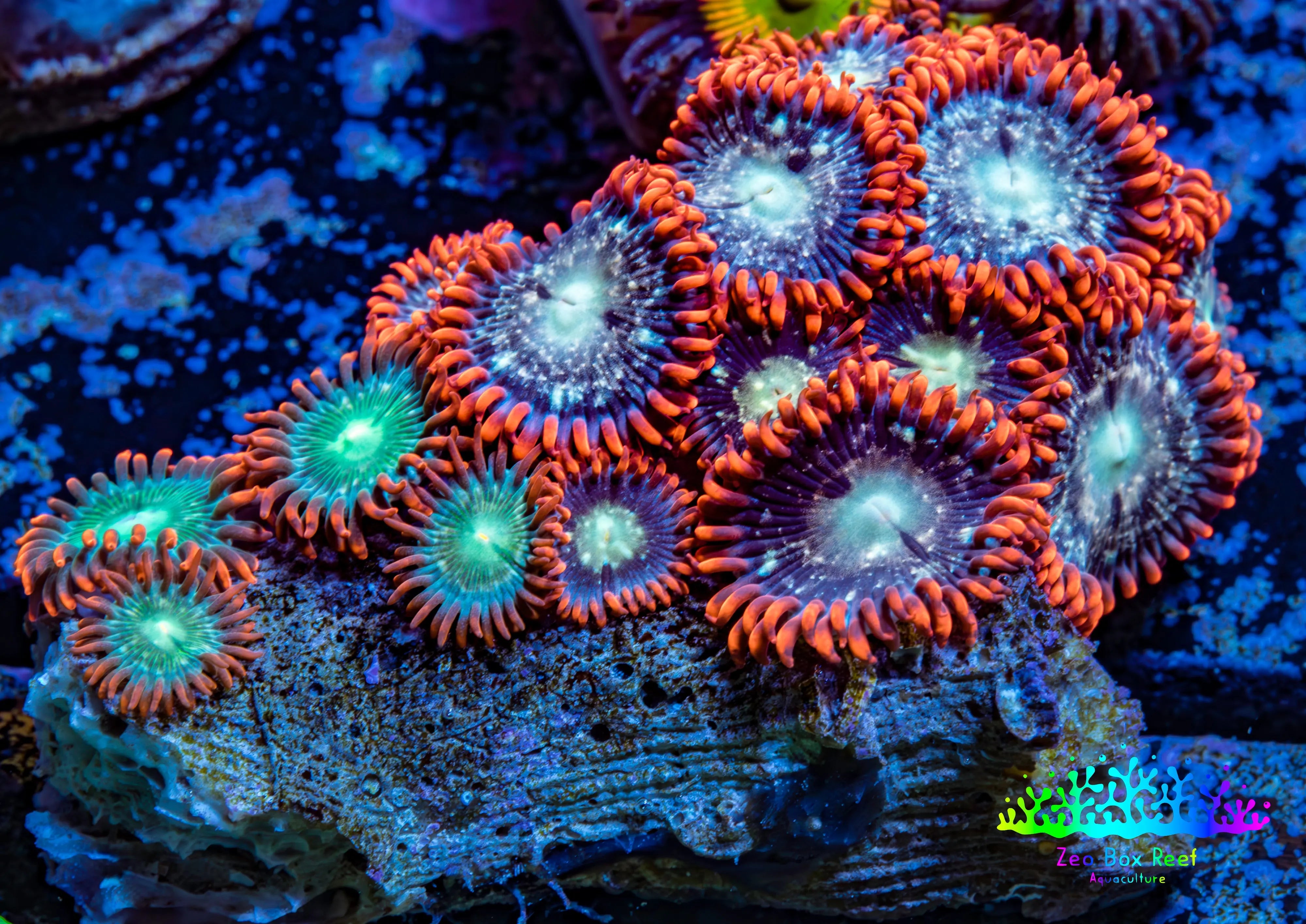 Buy Eagle Eye Zoa Coral - Zeo Box Reef Austrália – Zeo Box Reef Aquaculture