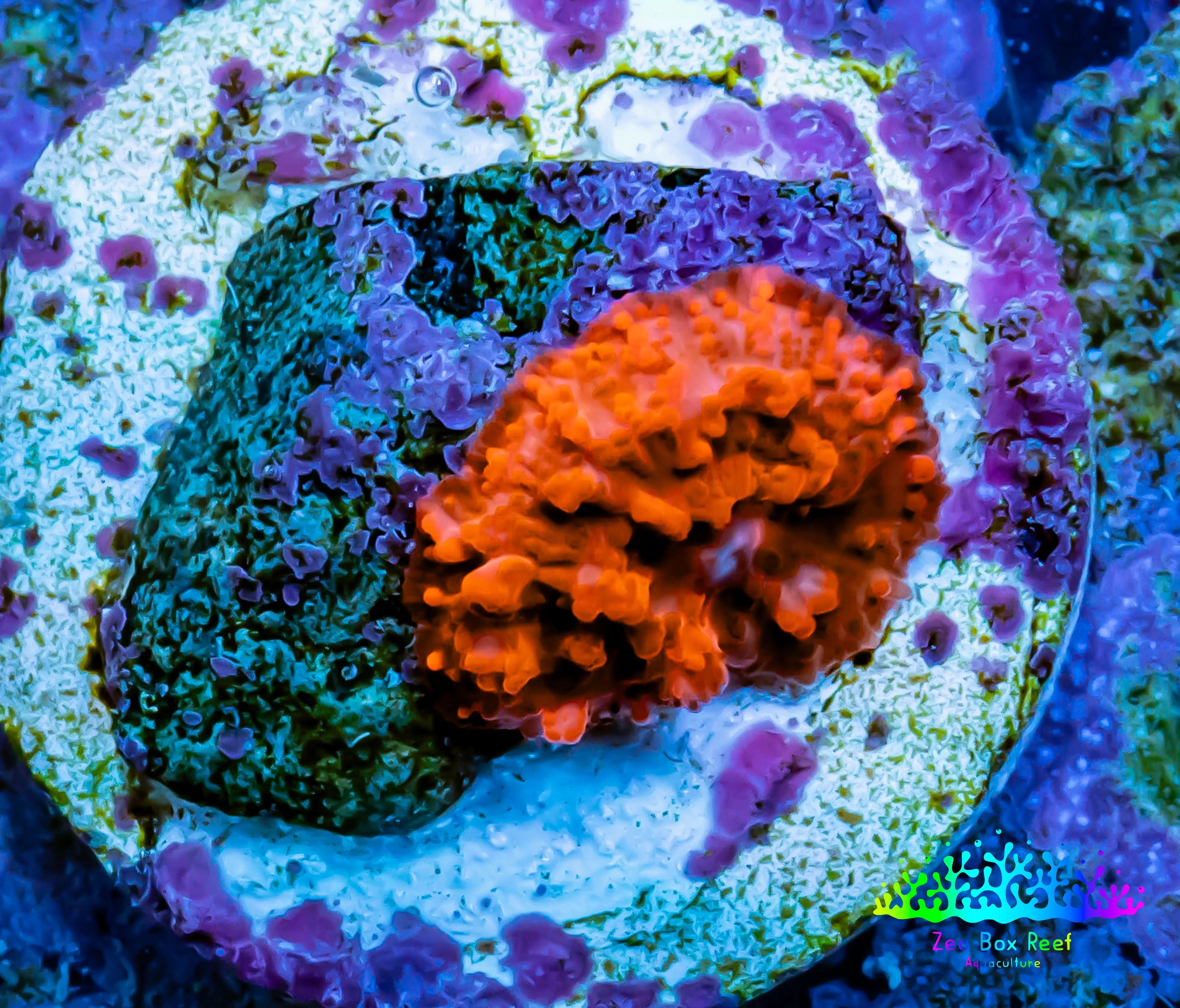 Buy Morph coral Zeo Box Reef Australia – Zeo Box Reef Aquaculture