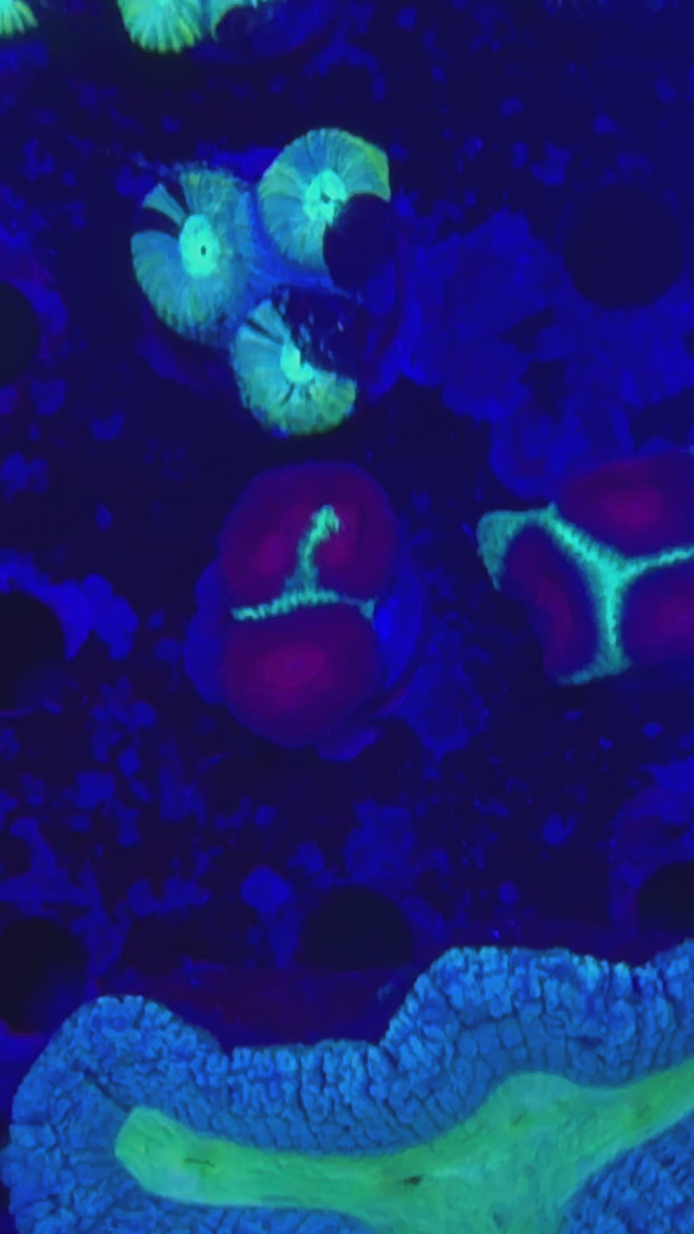 Ultra Favia Coral--Christmas Favia Frag opens full screen video in same ...