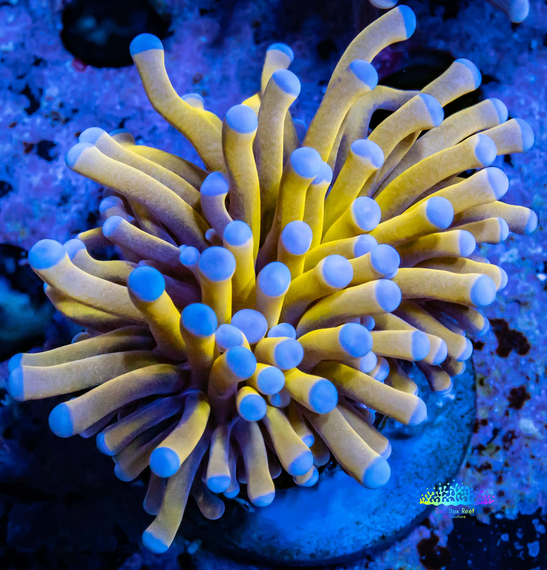 Buy Stunning 24K Blue Tip Gold Torch Coral for Sale - Hand-Selected and ...