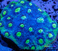 Chalice Coral- LPS- Dr Doom Chalice WYSIWYG 9cm – Zeo Box Reef Aquaculture