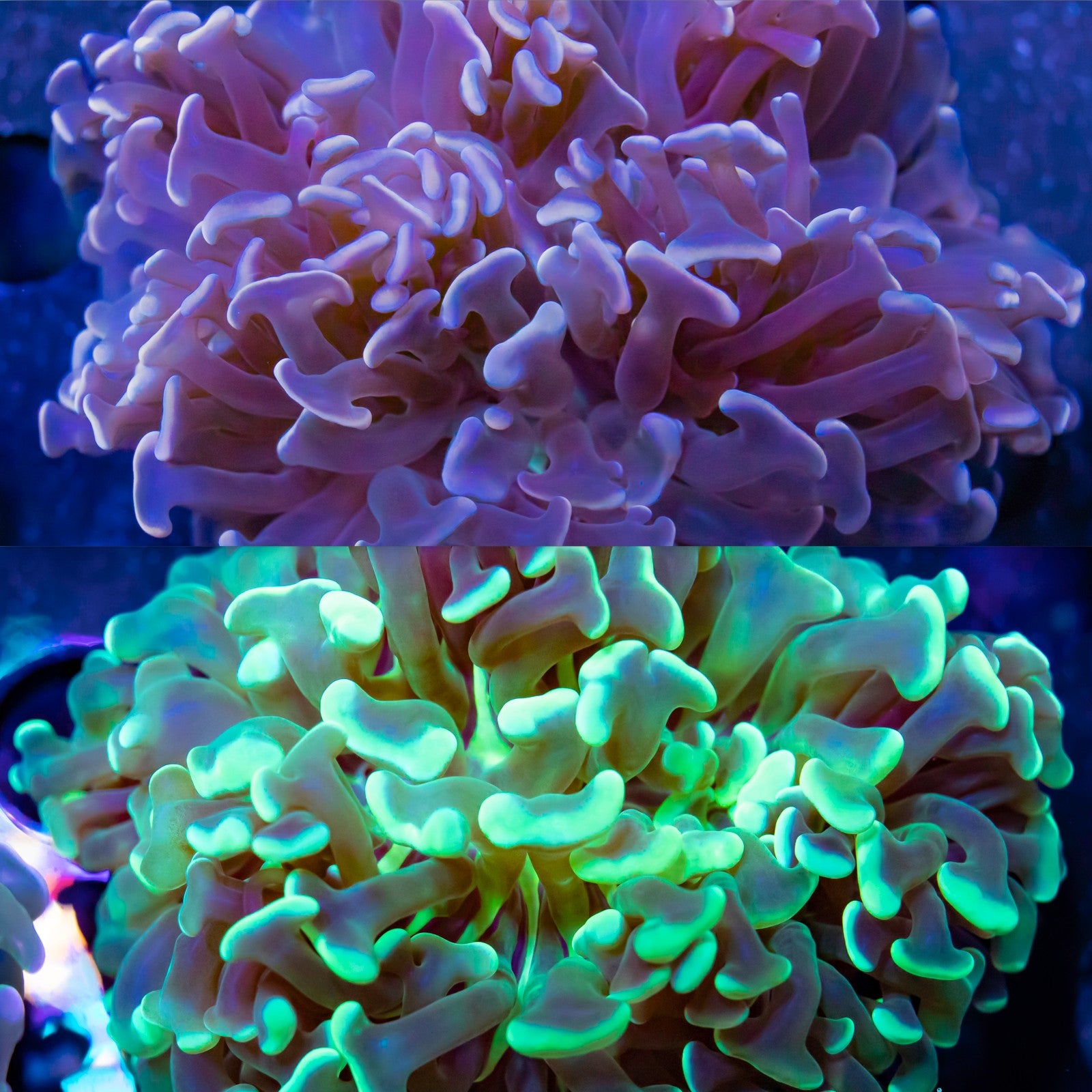 Hammer Coral- LPS- Hammer Coral Pack WYSIWYG – Zeo Box Reef Aquaculture