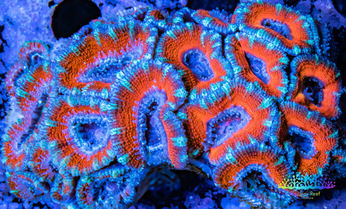LPS -Acan- Lord- lordhowensis -Micromussa Acan WYSIWYG 8cm – Zeo Box ...