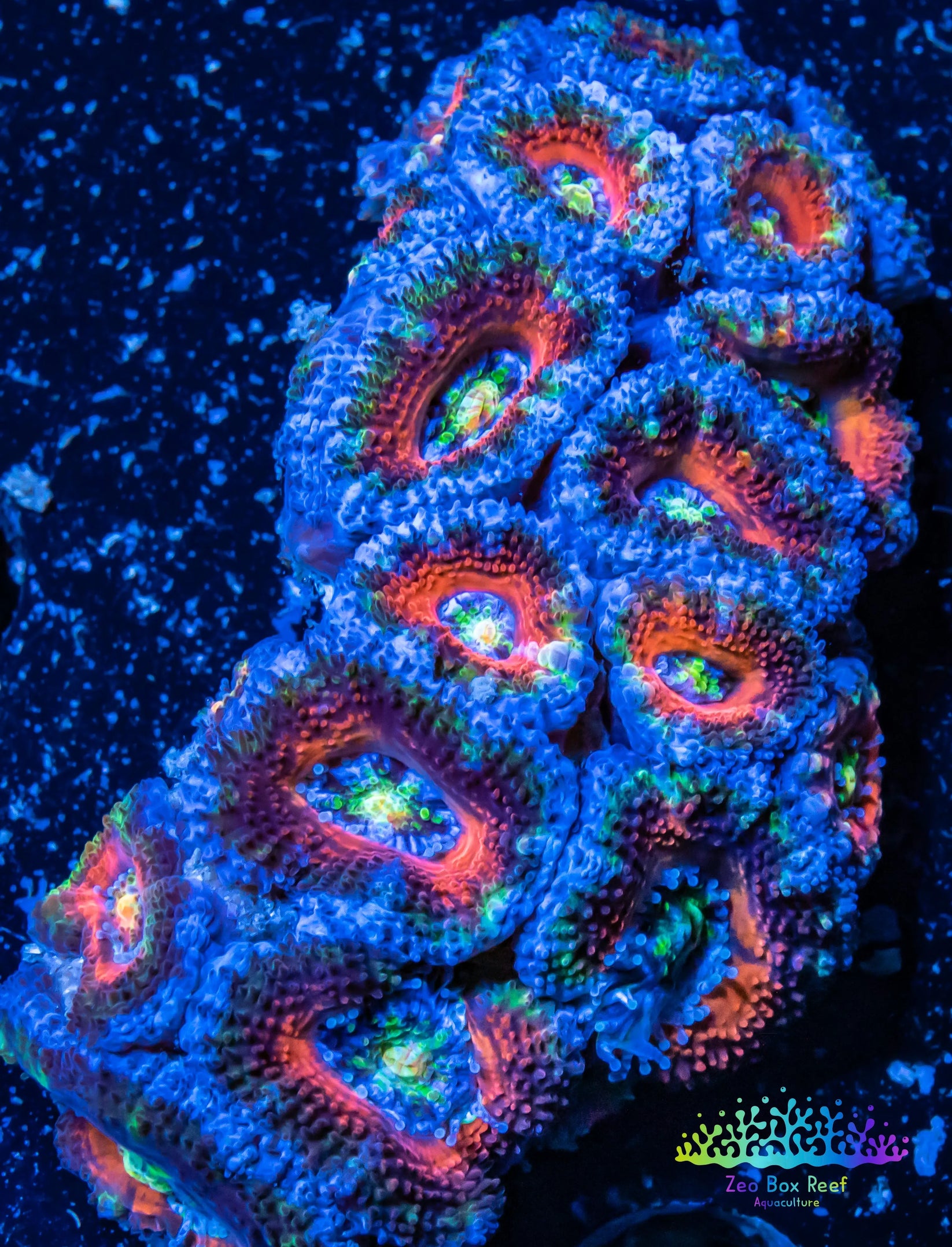 LPS -Acan- Lord- lordhowensis -Micromussa Ultra Acan WYSIWYG 4cm – Zeo ...