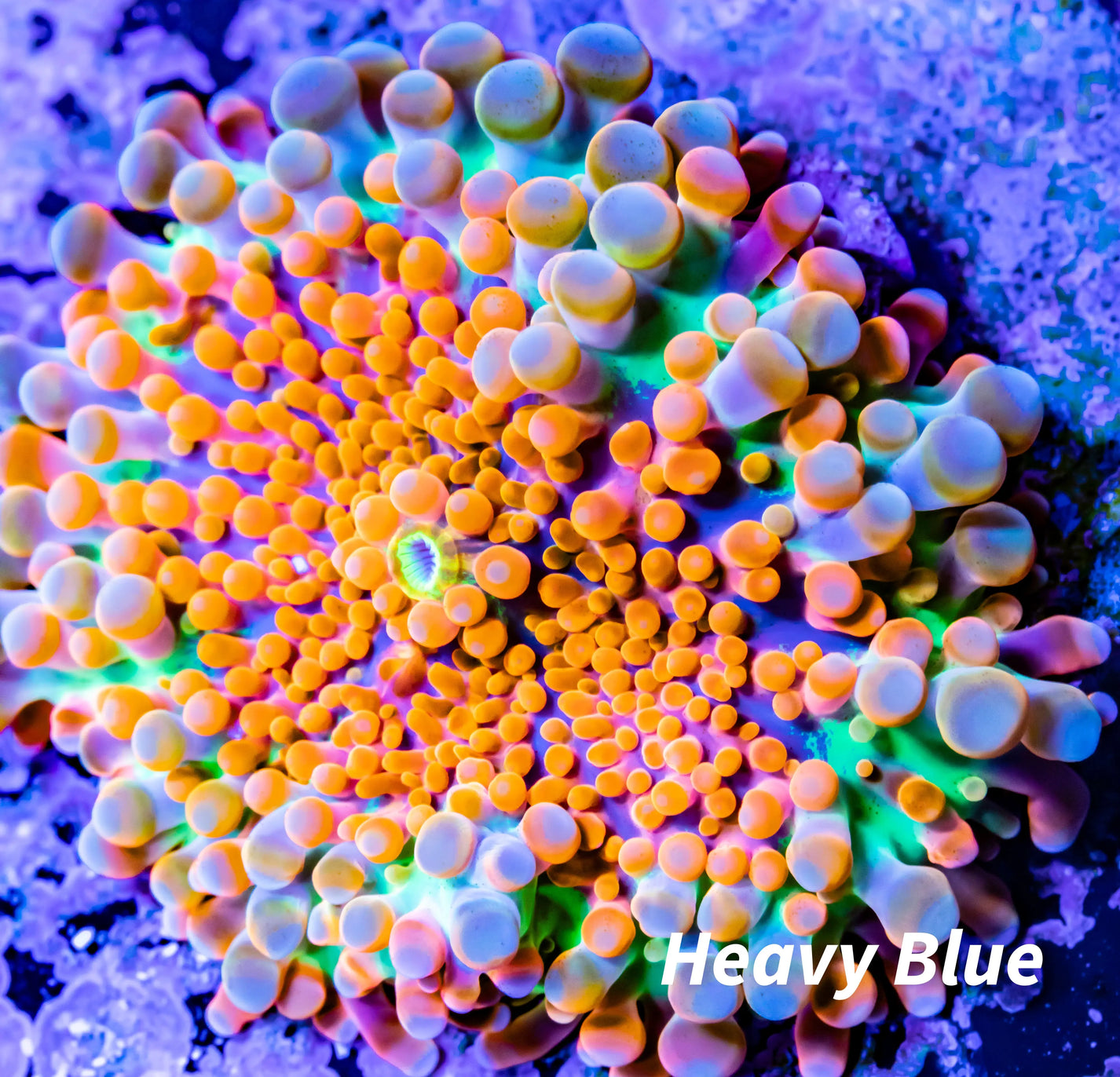 "Ultra Ricordea Coral | Colorful Addition to Your Marine Aquarium | zeo box reef" – Zeo Box Reef ...